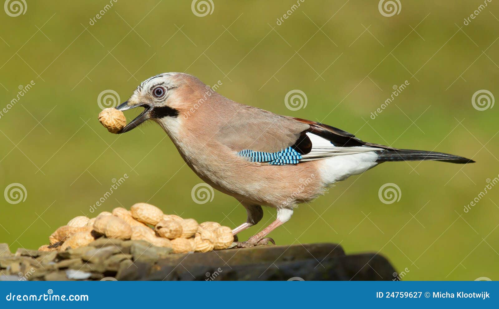 Ein Jay-Vogel (Garrulus Glandarius) Stockbild - Bild von baum, schnabel ...