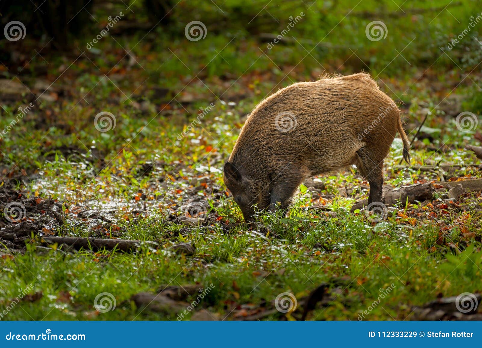 Ein Junger Eber Im Wald, Der Nach Lebensmittel Sucht Stockbild - Bild ...