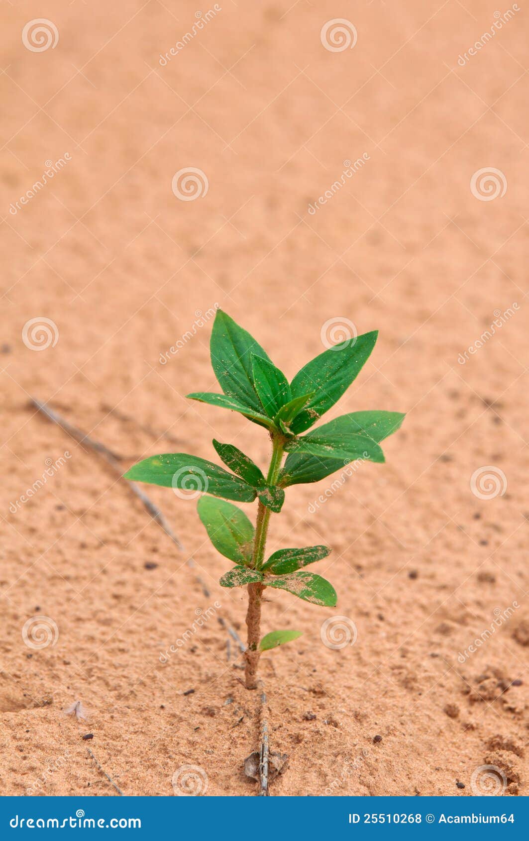 Ein Junger Sämling, Der Vom Sandy-Boden Keimt Stockfoto - Bild von ...