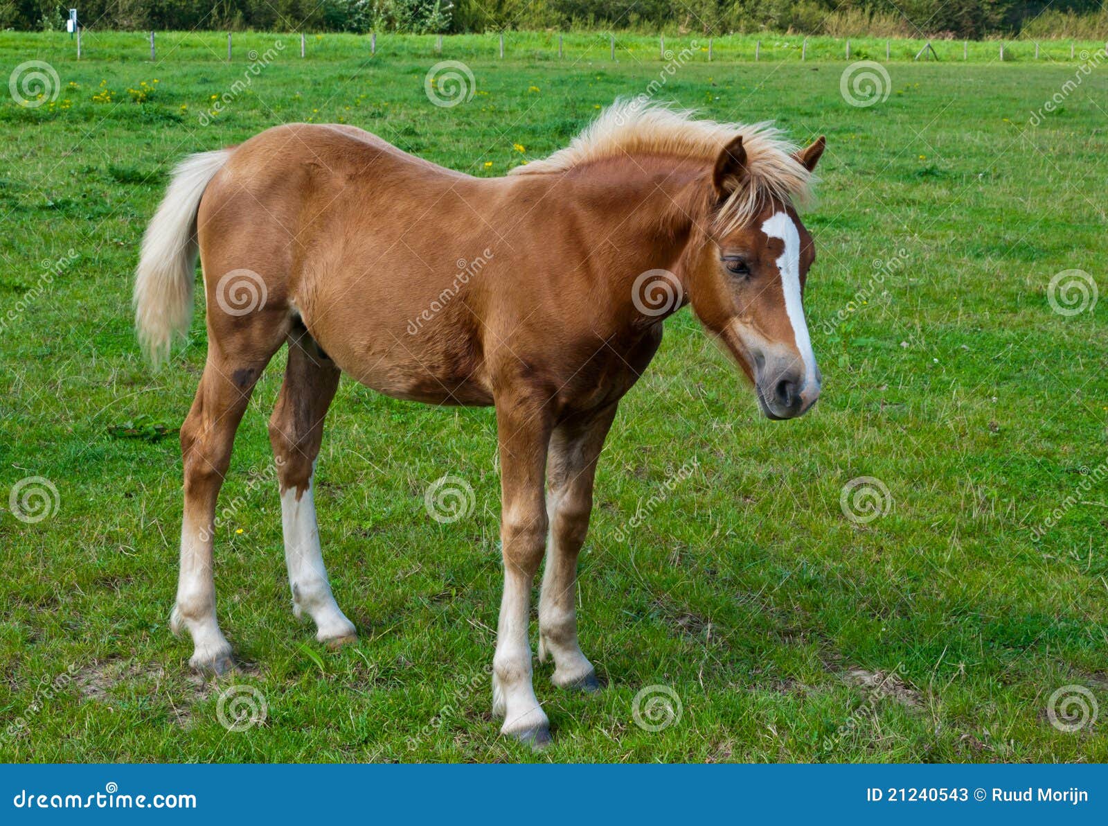 Ein Junges Braunes Pferd, Das Im Gras Steht Stockbild - Bild von braun ...