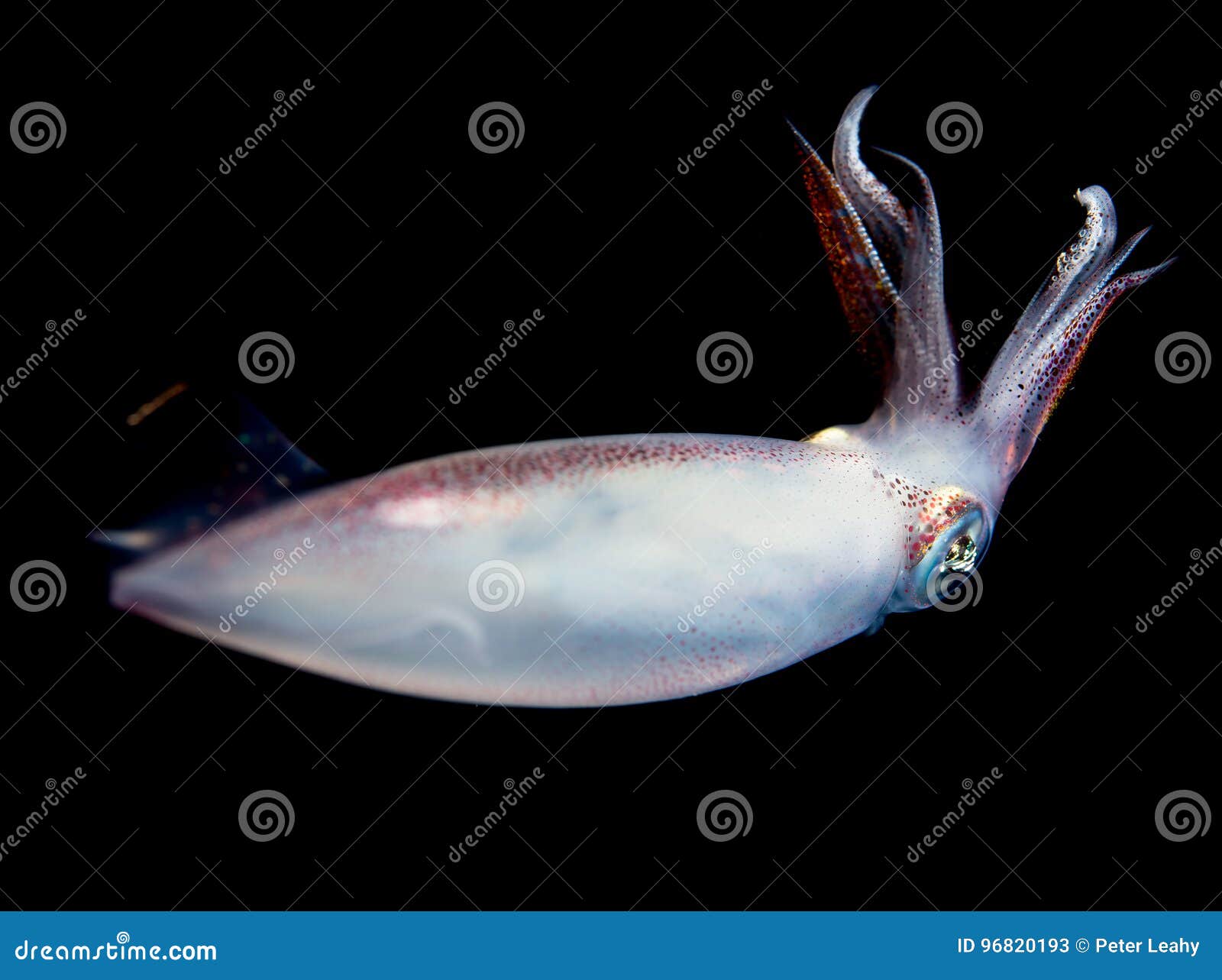 Ein Kalmar Nachts Im Gulfsteram Stockbild - Bild von krake, fische ...