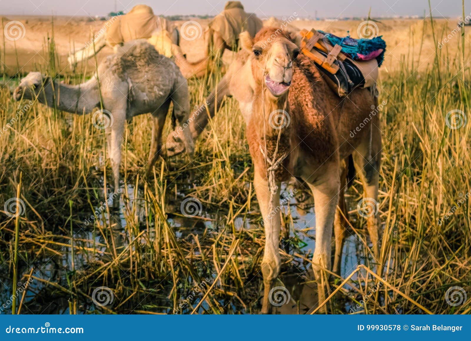 Ein Kamel Mit Seiner Zunge Heraus Stockfoto - Bild von kuwait, wildnis ...