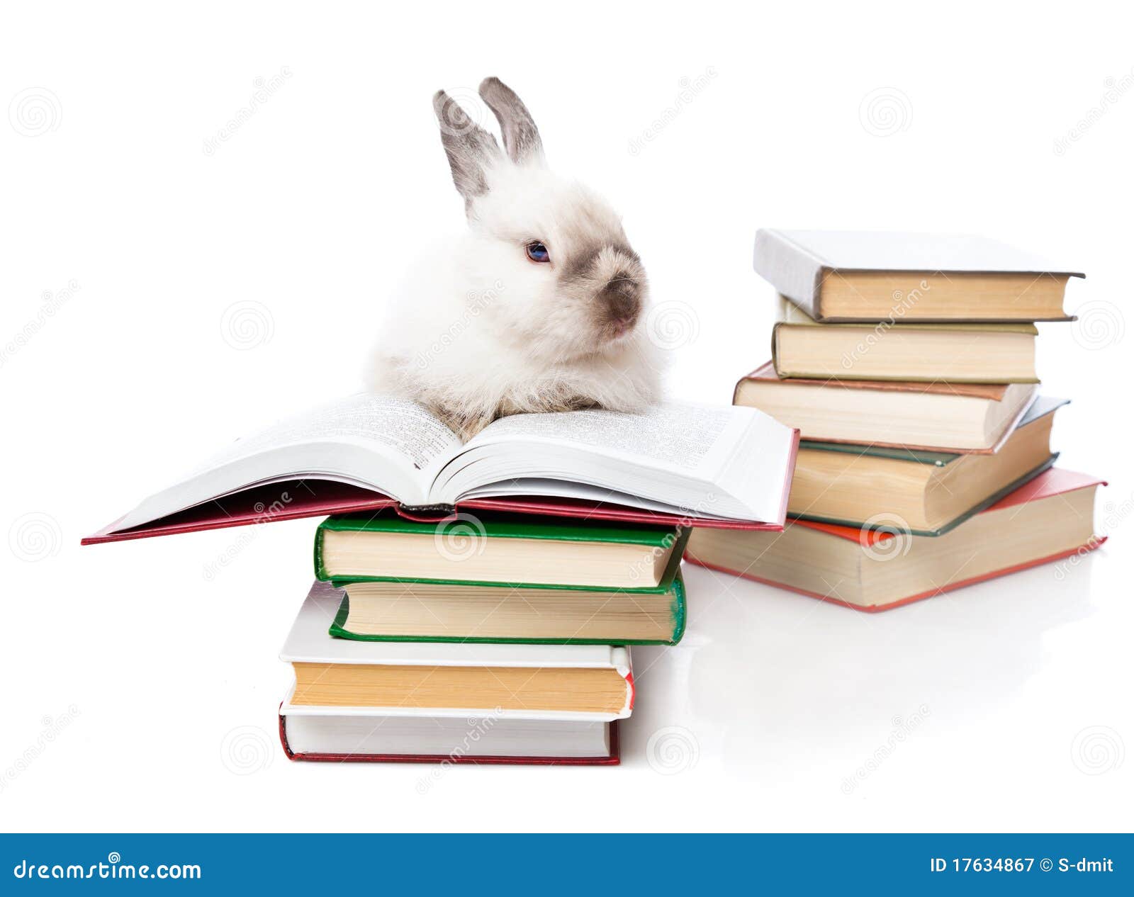 Ein Kaninchen Liest Ein Buch Stockbild - Bild von messwert, geschichte ...
