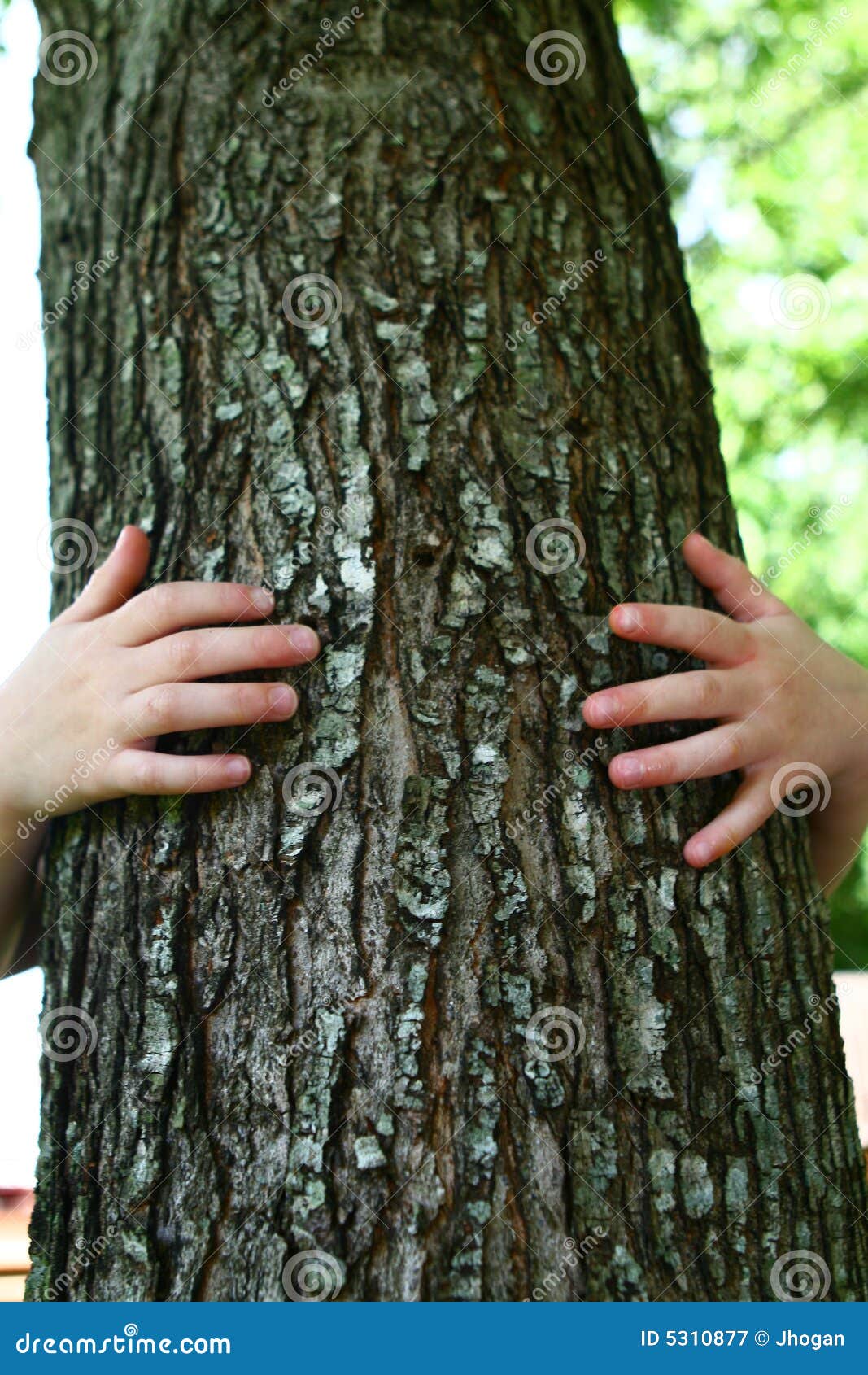 Ein Kind und ein Baum stockbild. Bild von barke, holz - 5310877