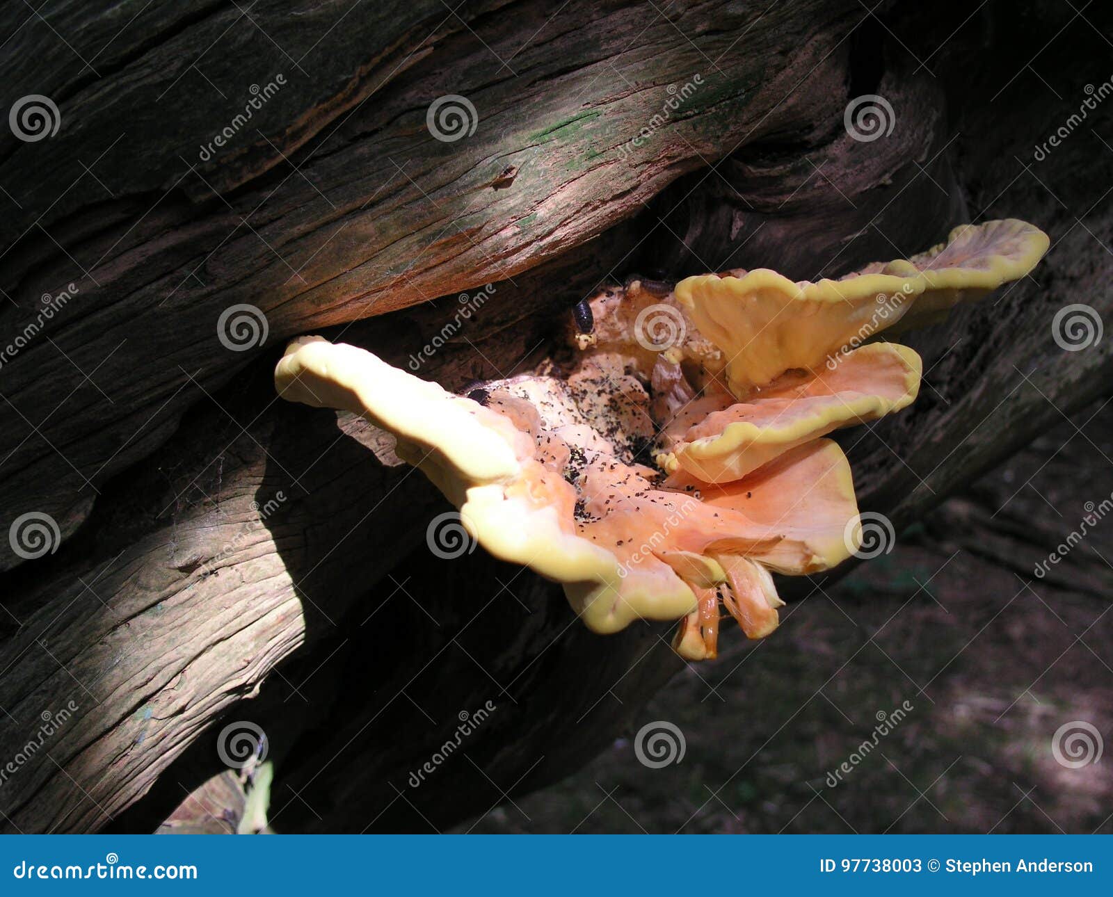 Ein Kitschiger Regalpilz Proklamiert Sein Selbst Stockbild - Bild von ...