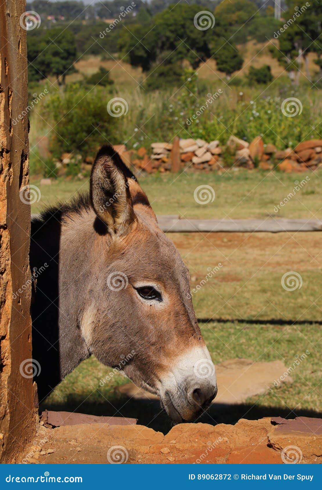 Ein Kleiner Grauer Esel in Einem Stall Stockfoto - Bild von peeks ...