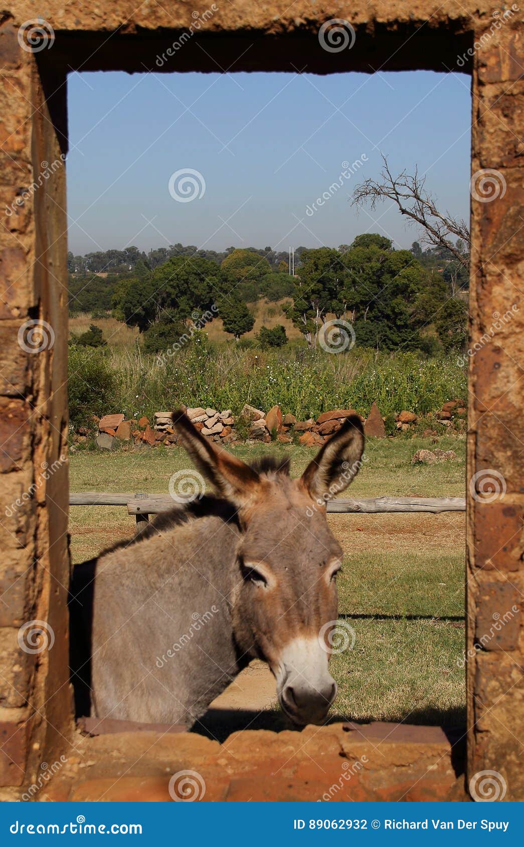 Ein Kleiner Grauer Esel in Einem Stall Stockfoto - Bild von bewegend ...