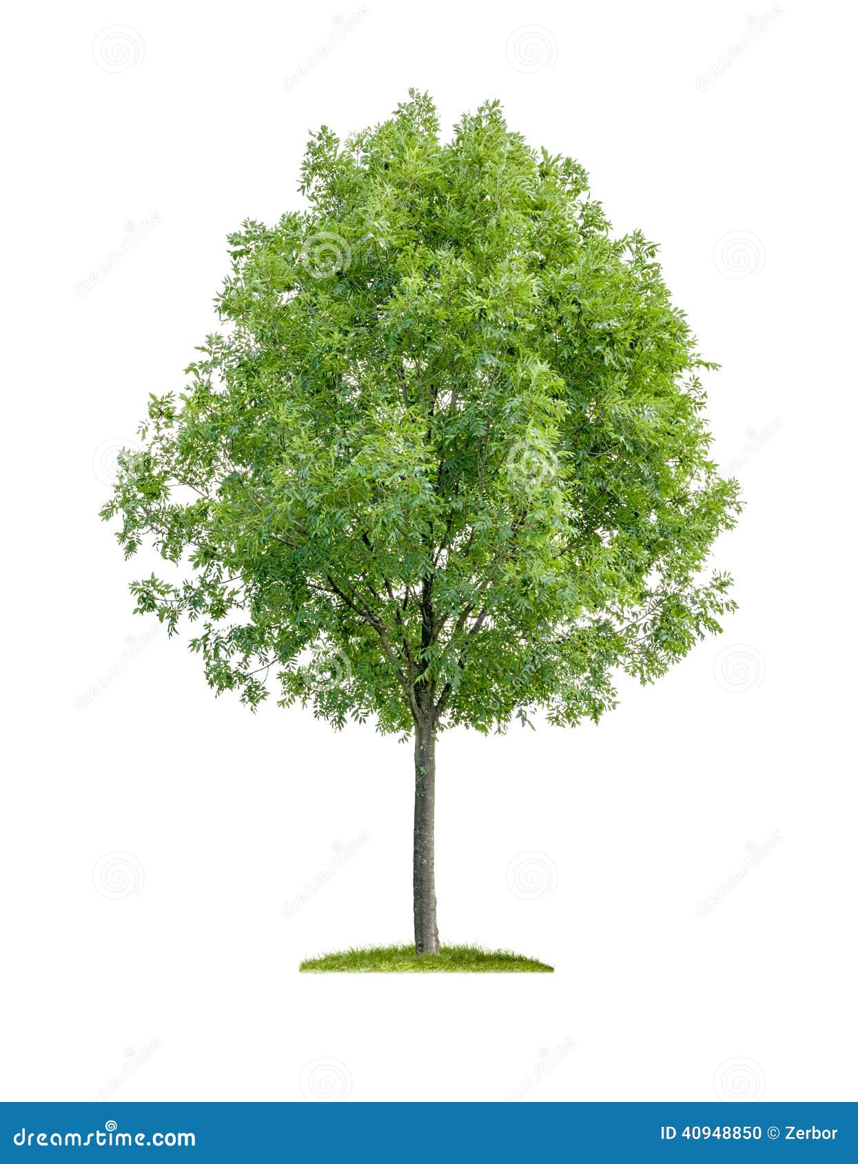 Ein Laubbaum Auf Einem Weißen Hintergrund Stockfoto - Bild: 40948850