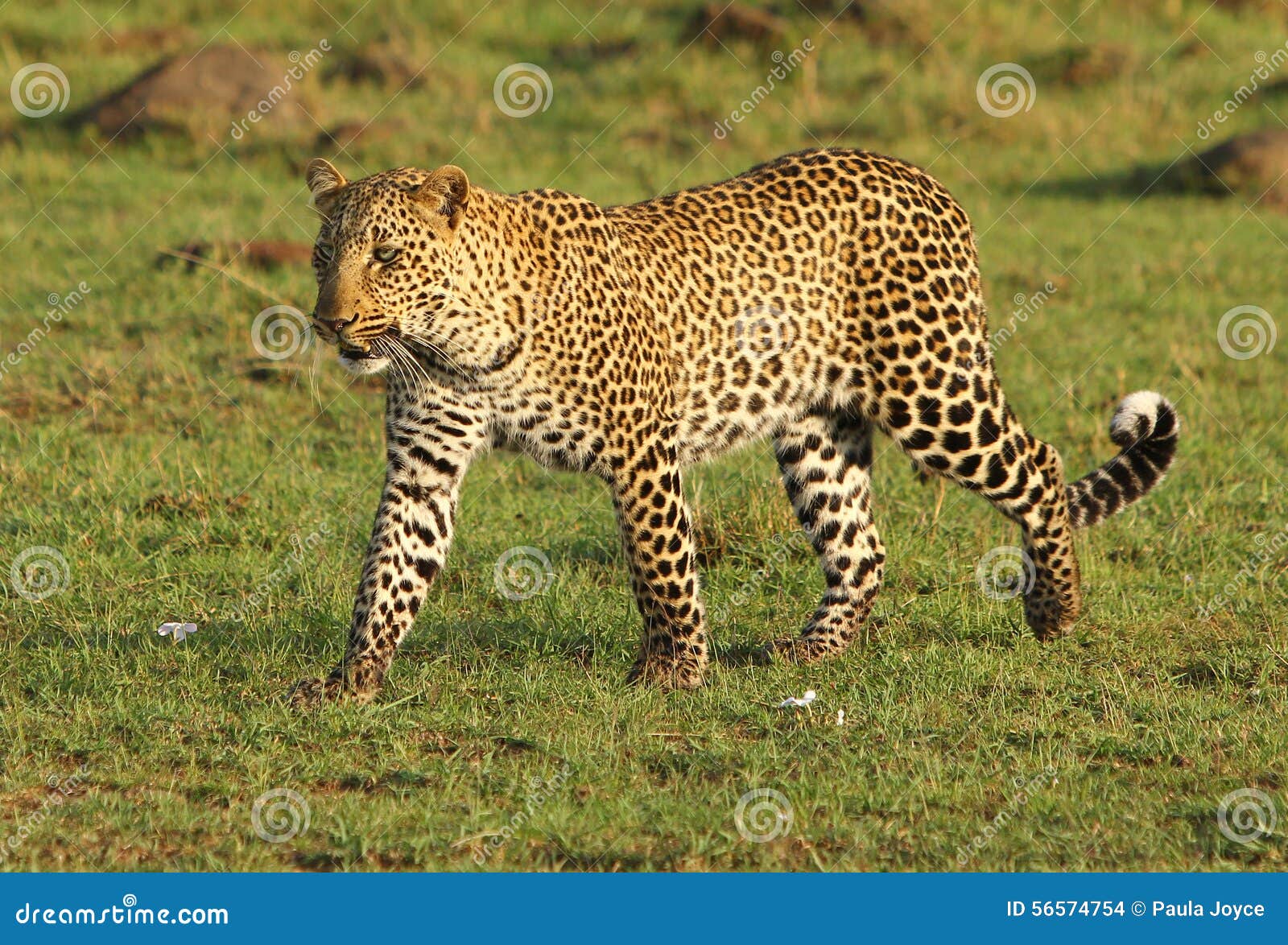 Gepard • Geschwindigkeit und Merkmale · [mit Video]