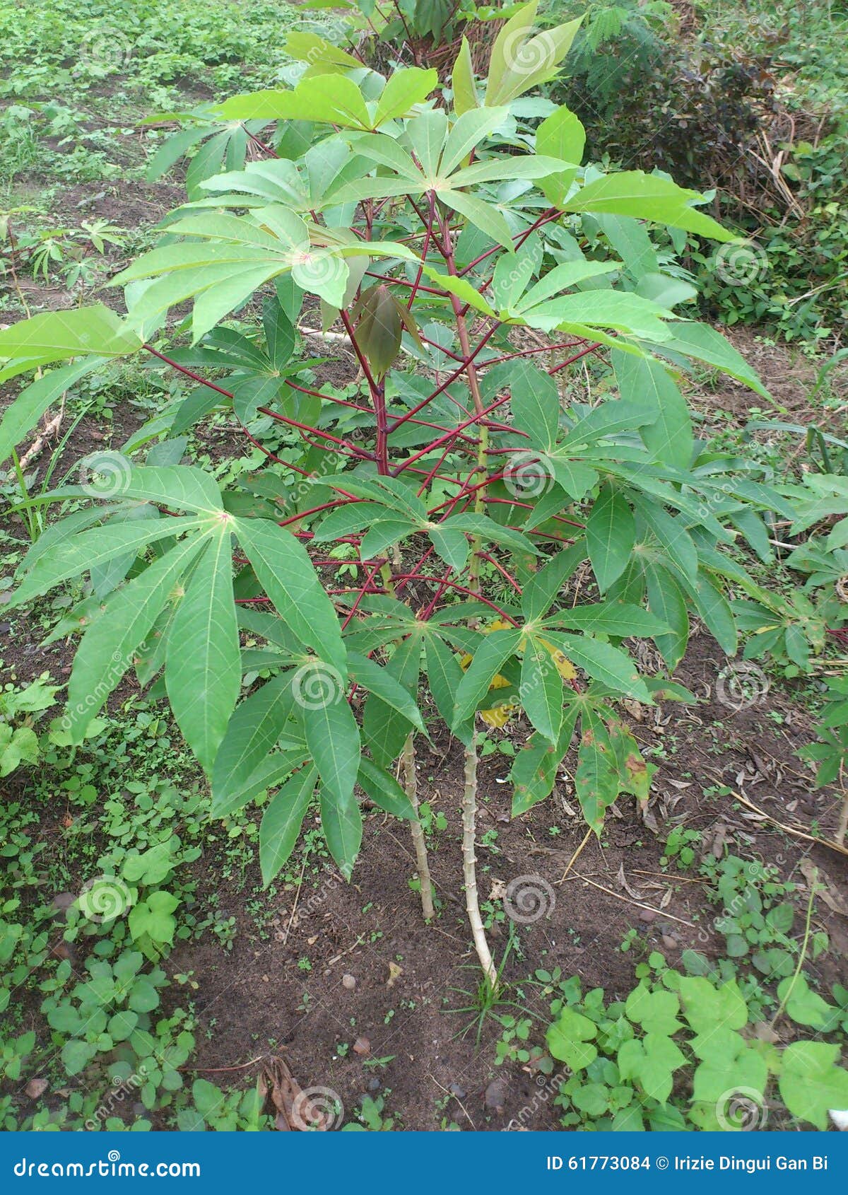 EIN MANIOKA-PFLANZENWACHSTUM Stockfoto - Bild von manioka, wachsen ...