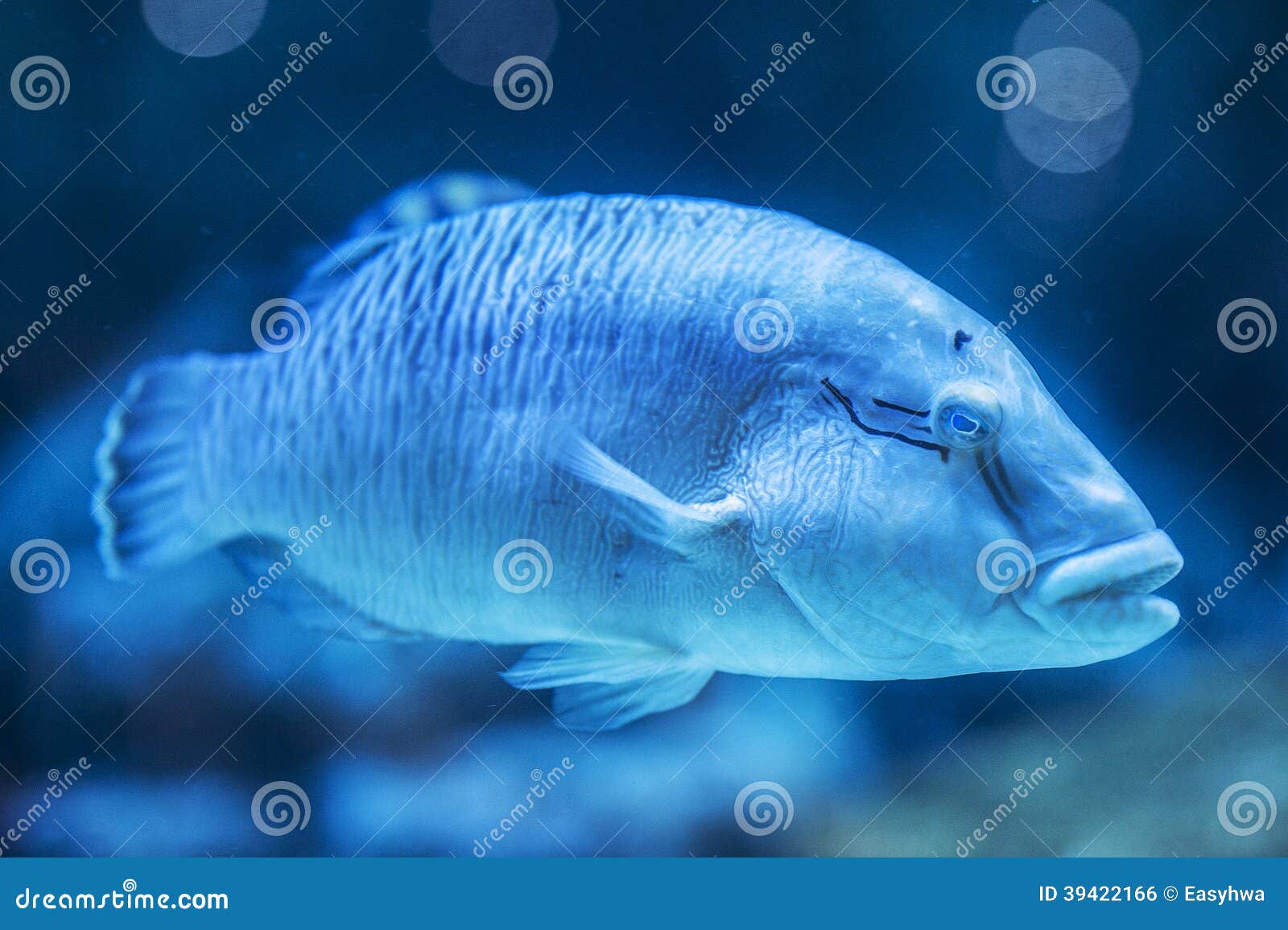 Ein Meeresfisch Im Aquarium Stockfoto - Bild von nave, becken: 39422166