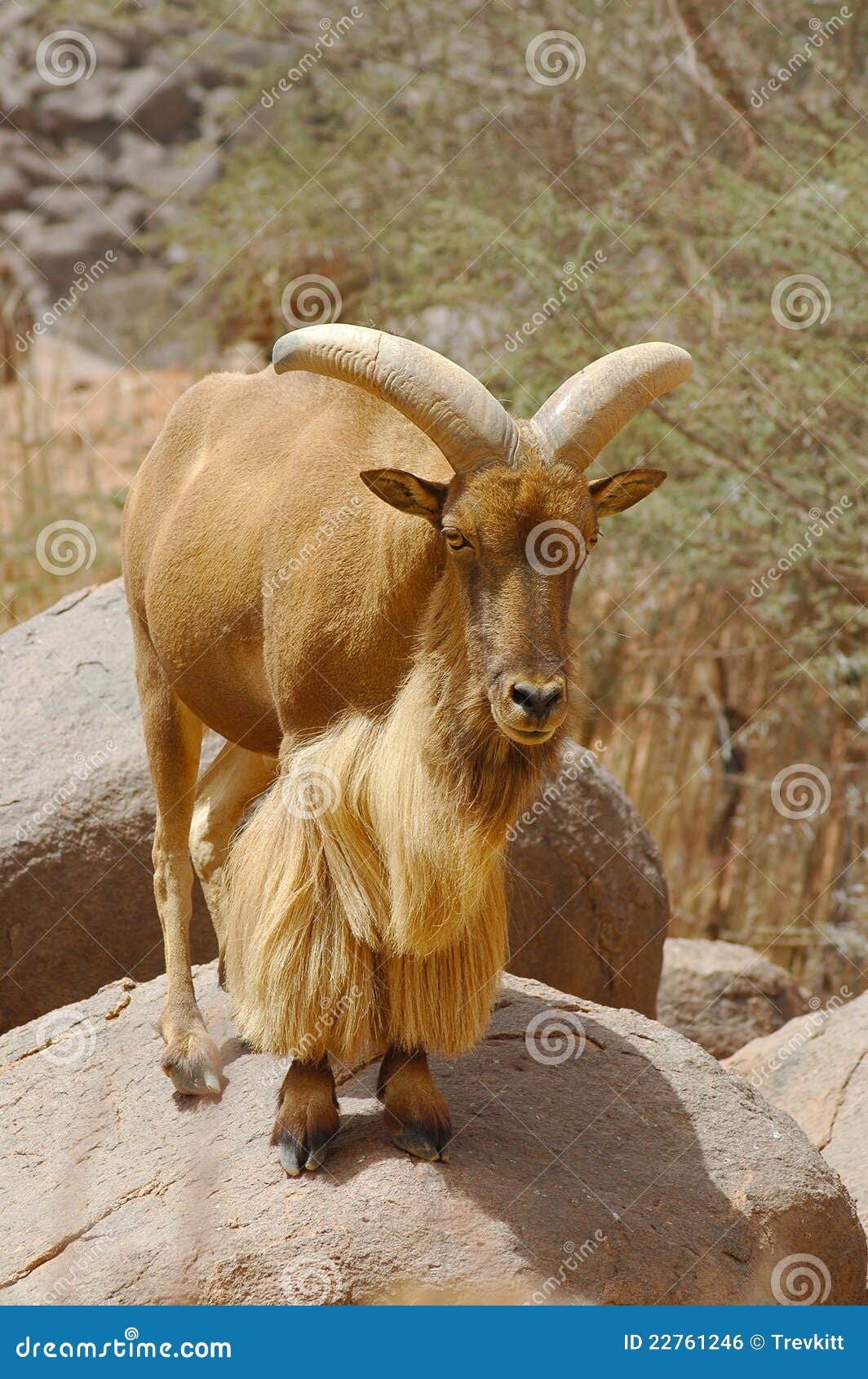 Ein Mouflon RAM, Das Auf Einem Felsen Steht Stockfoto - Bild von kopf ...