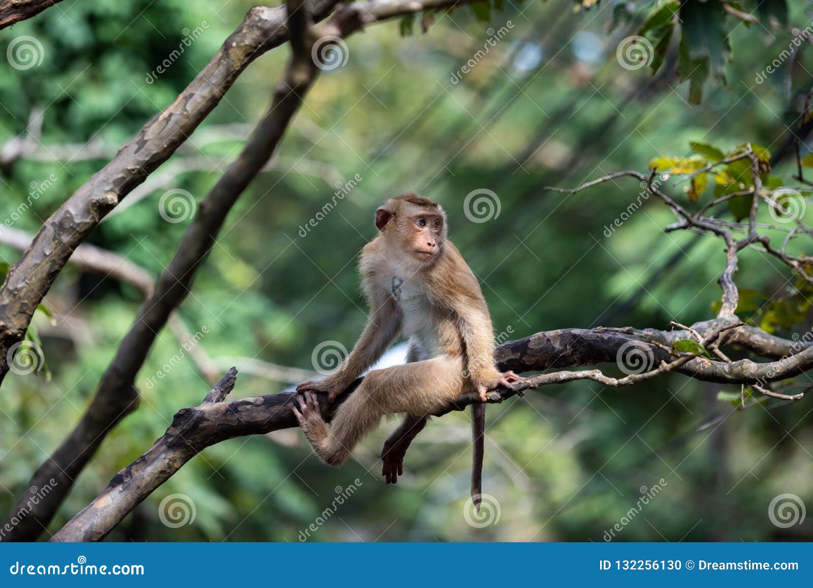 Ein Netter Affe Auf Dem Baum, Affe-kletternder Baum Stockfoto - Bild ...