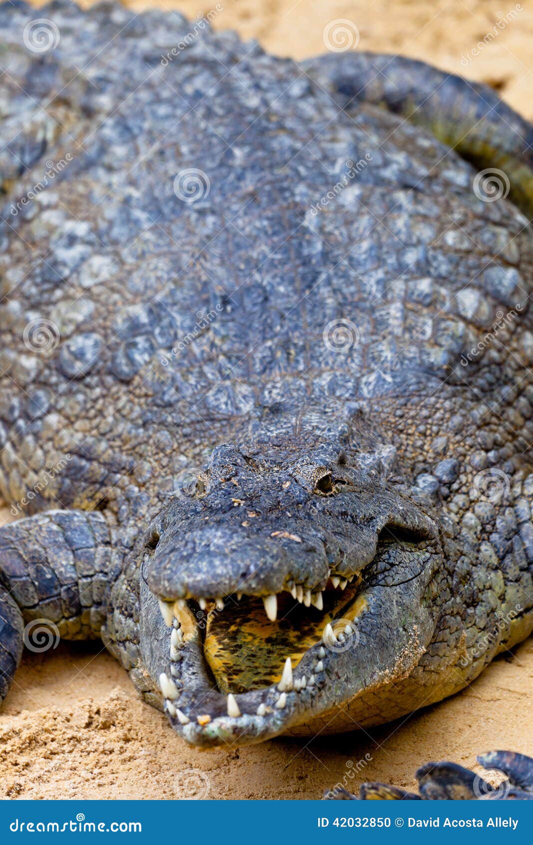 Ein Nil-Krokodil, Crocodylus Niloticus Stockfoto - Bild von frech ...