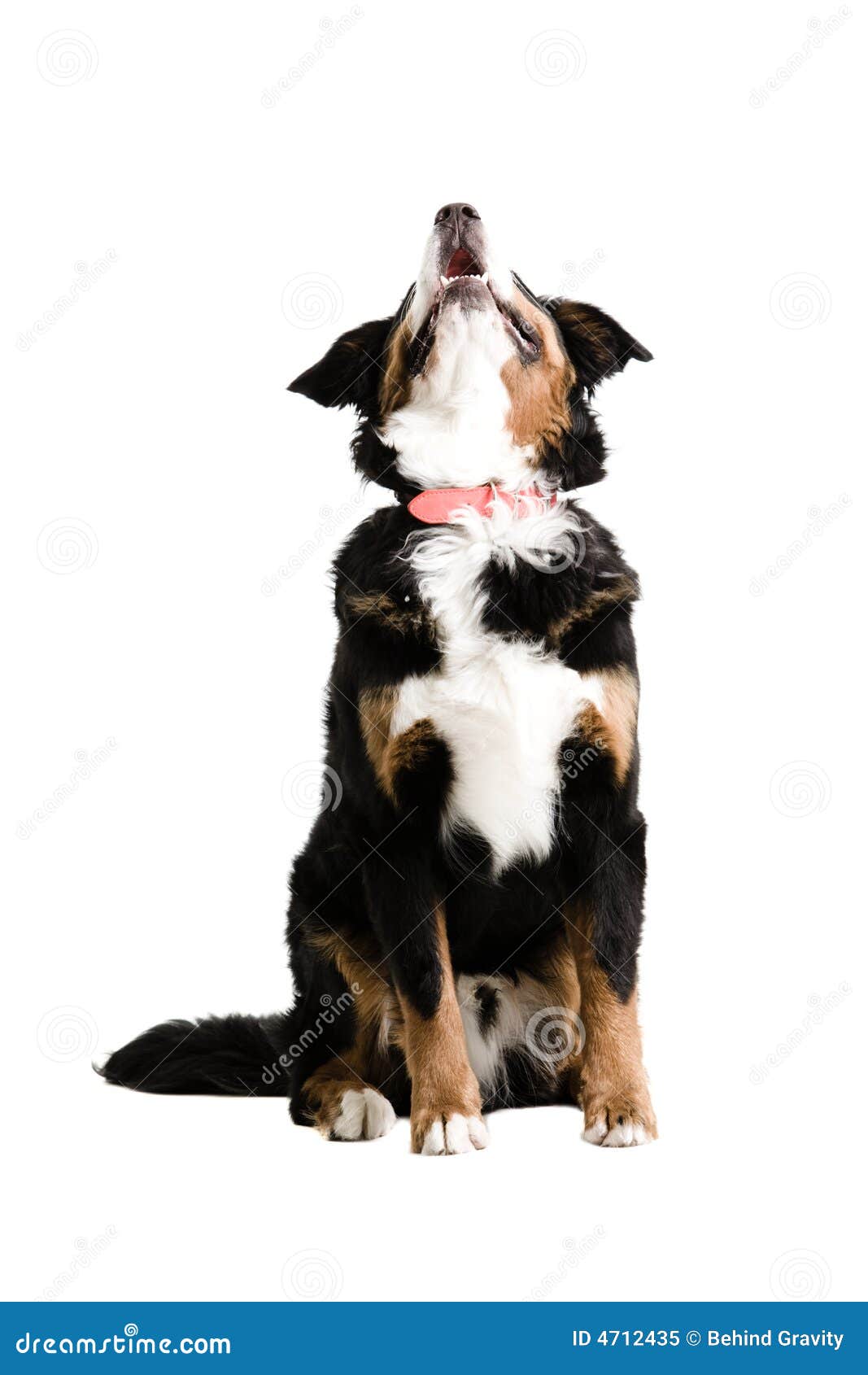 Ein Oben Sitzender Und Bellender Hund Stockbild - Bild von heulen ...