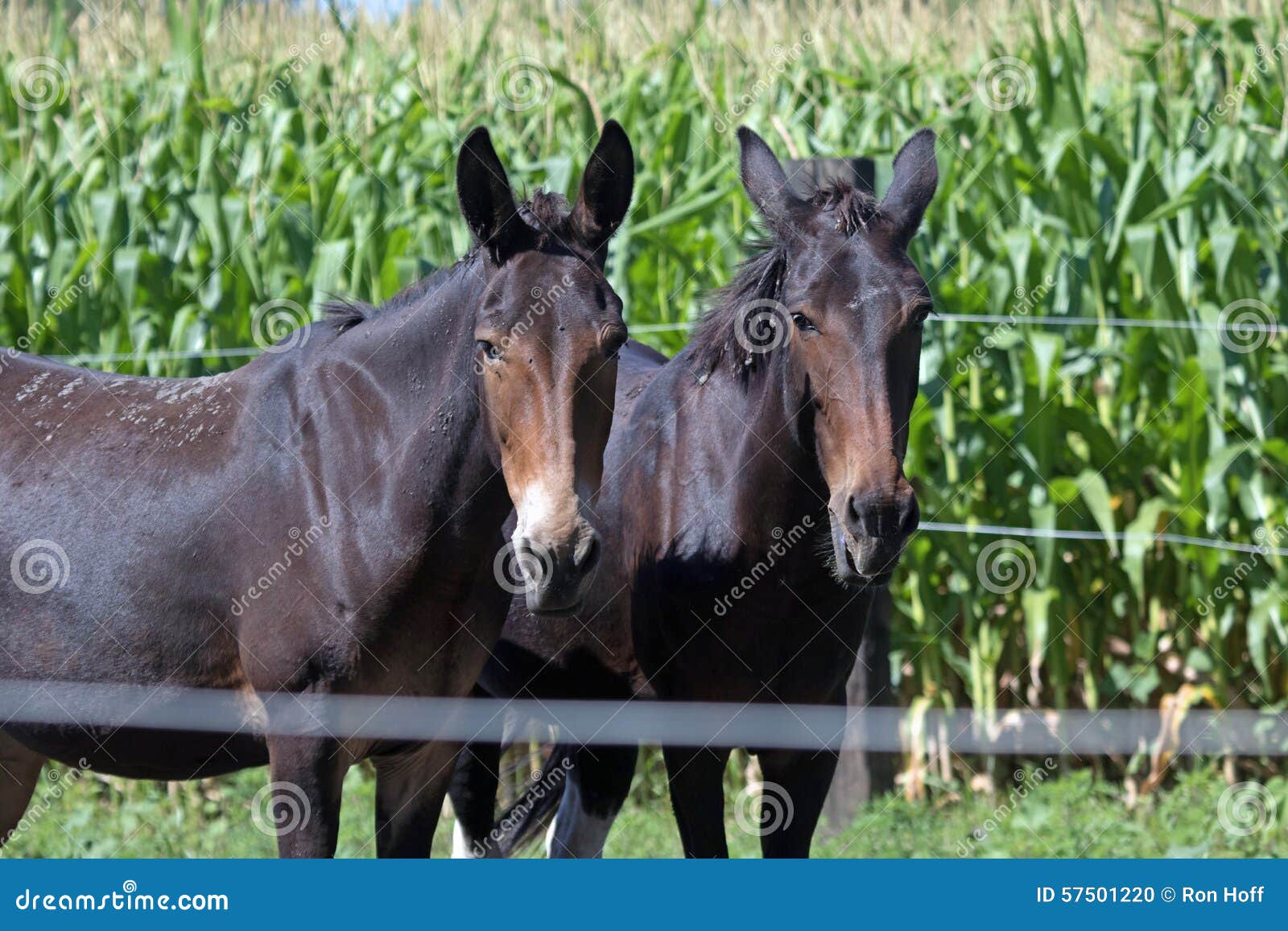 Ein Paar Maultiere Auf Einem Gebiet Stockfoto - Bild von mann, esel ...