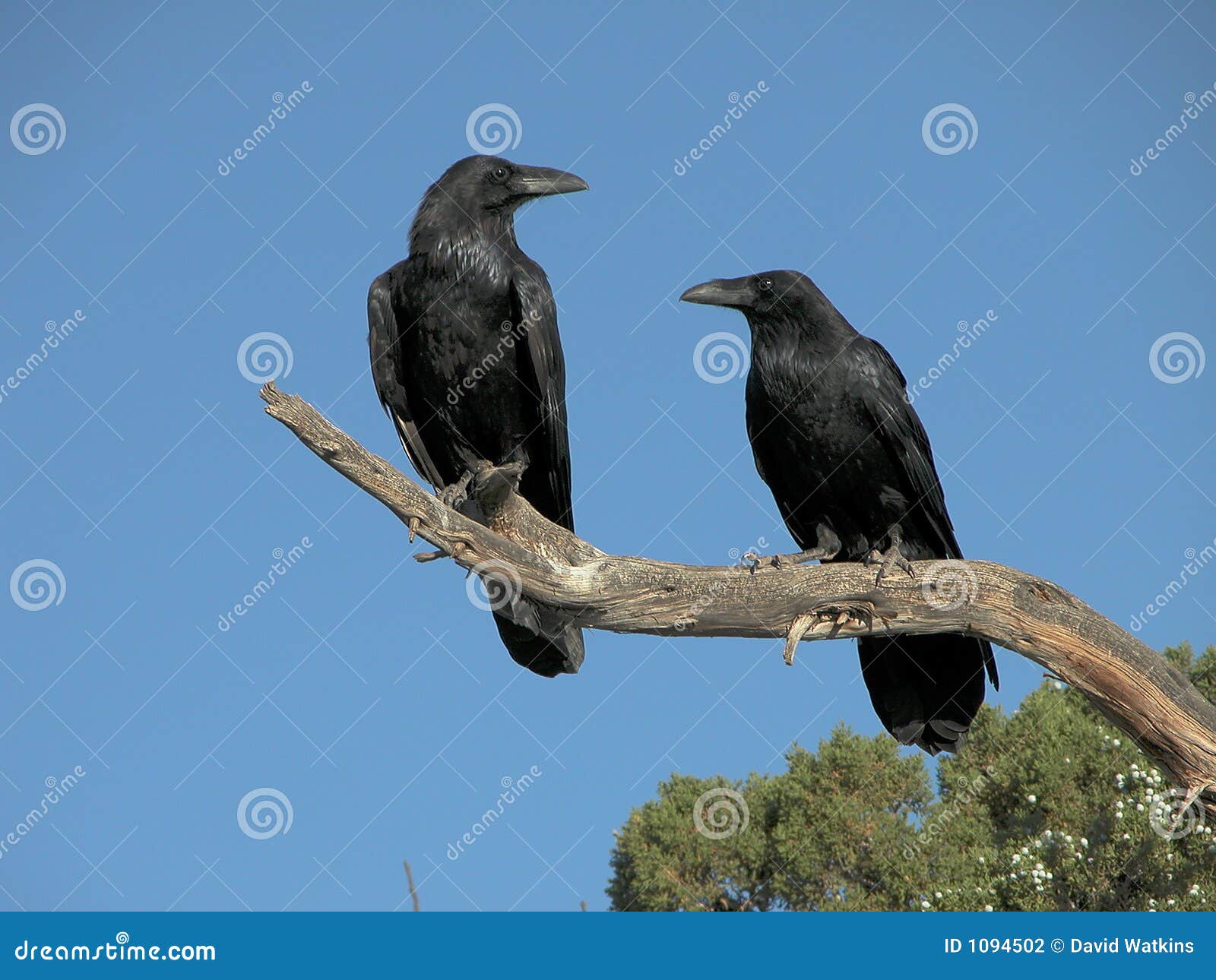 Ein Paar Raben stockfoto. Bild von wüste, seite, mähmaschine - 1094502