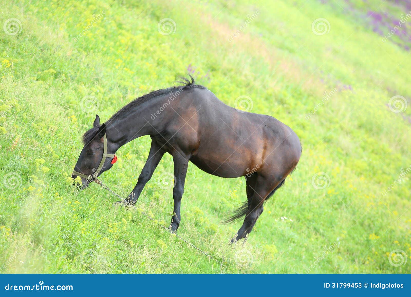 Ein Pferd in einer Wiese stockbild. Bild von landwirtschaft - 31799453
