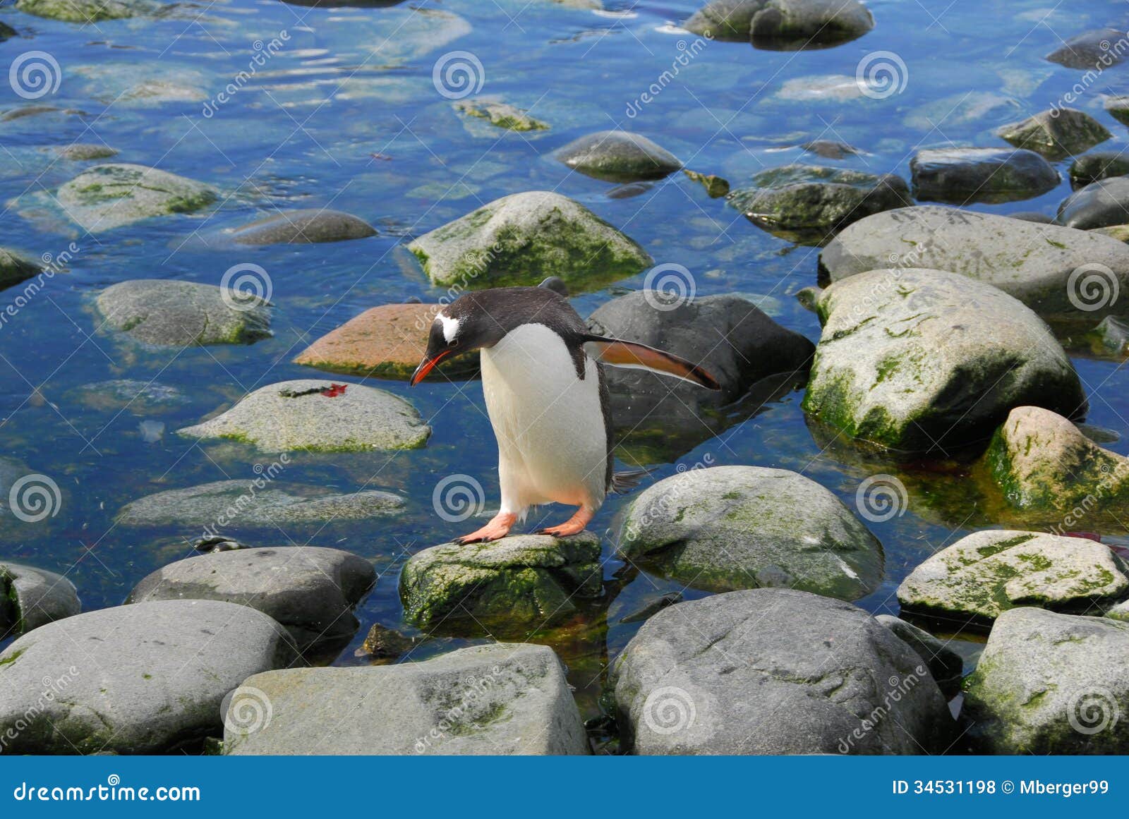 Ein Pinguin auf den Felsen stockfoto. Bild von antarktisch - 34531198