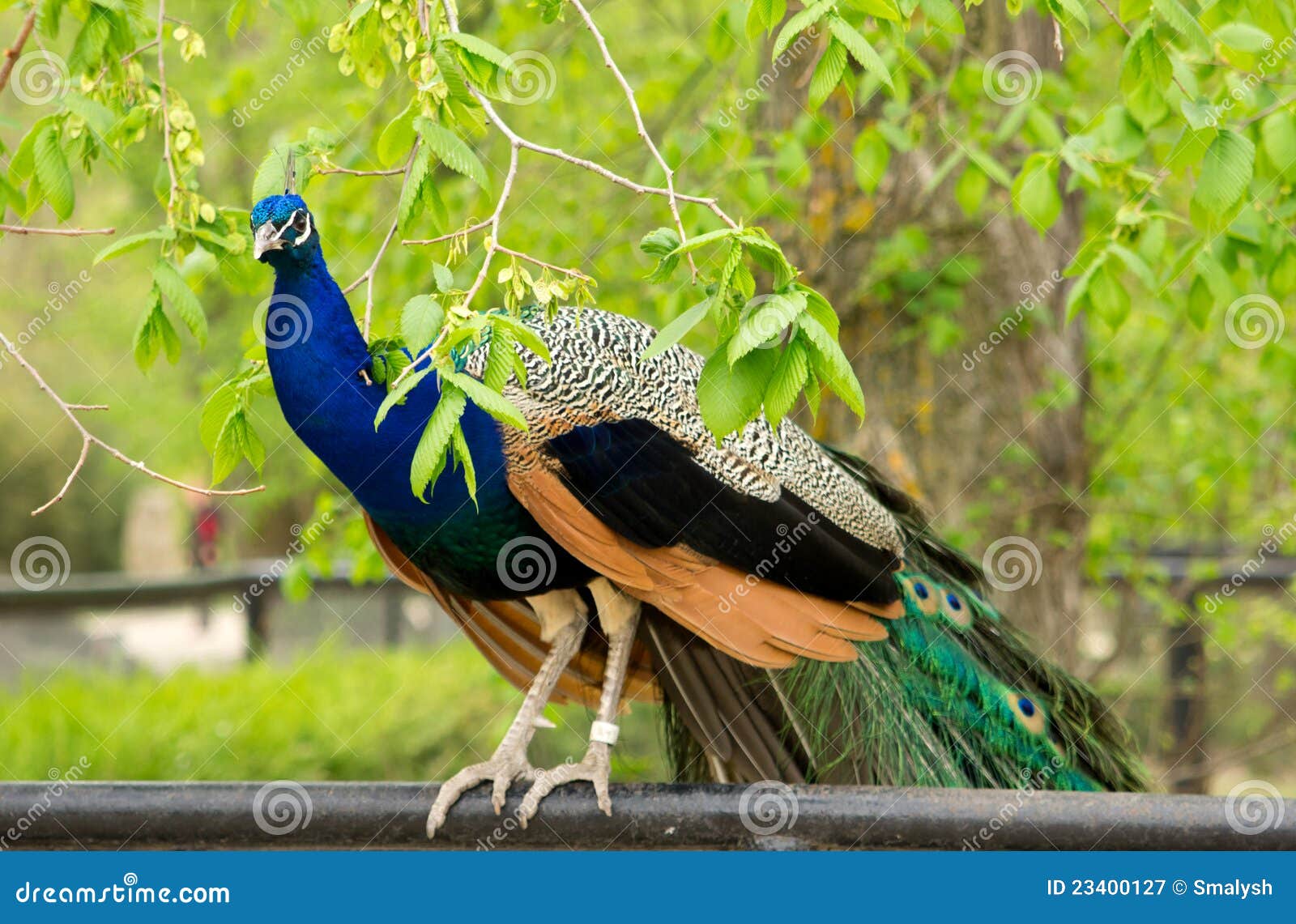 Ein Portrait eines Pfaus stockbild. Bild von park, blätter - 23400127
