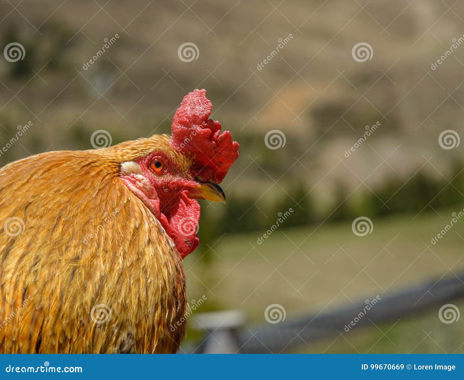 Ein Roter Hahn Singt Das Lied Auf Dem Bauernhof Stockbild - Bild von ...