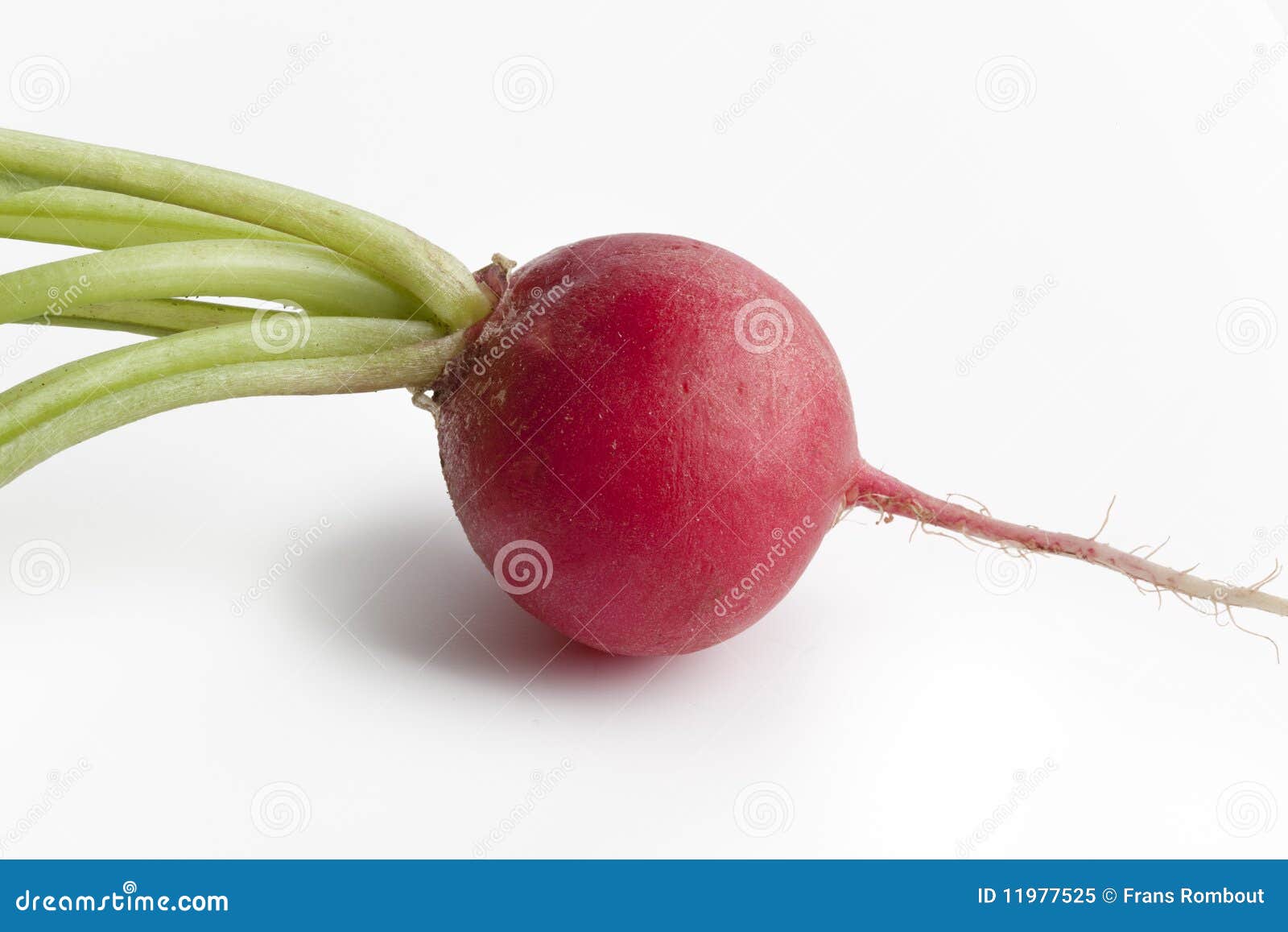 Ein Roter Rettich, Raphanus Sativus Stockbild - Bild von gesund, studio ...