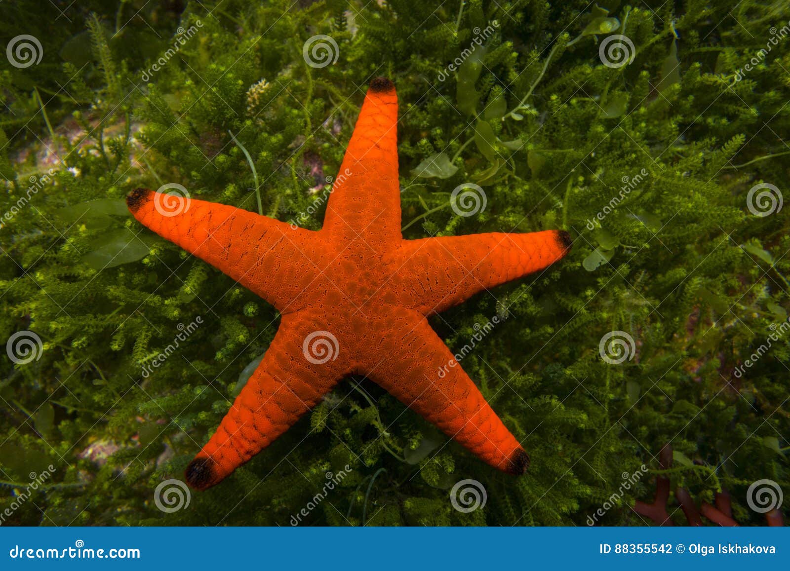 Ein Rotes Starfish Fromia-milleperella Stockfoto - Bild von ...