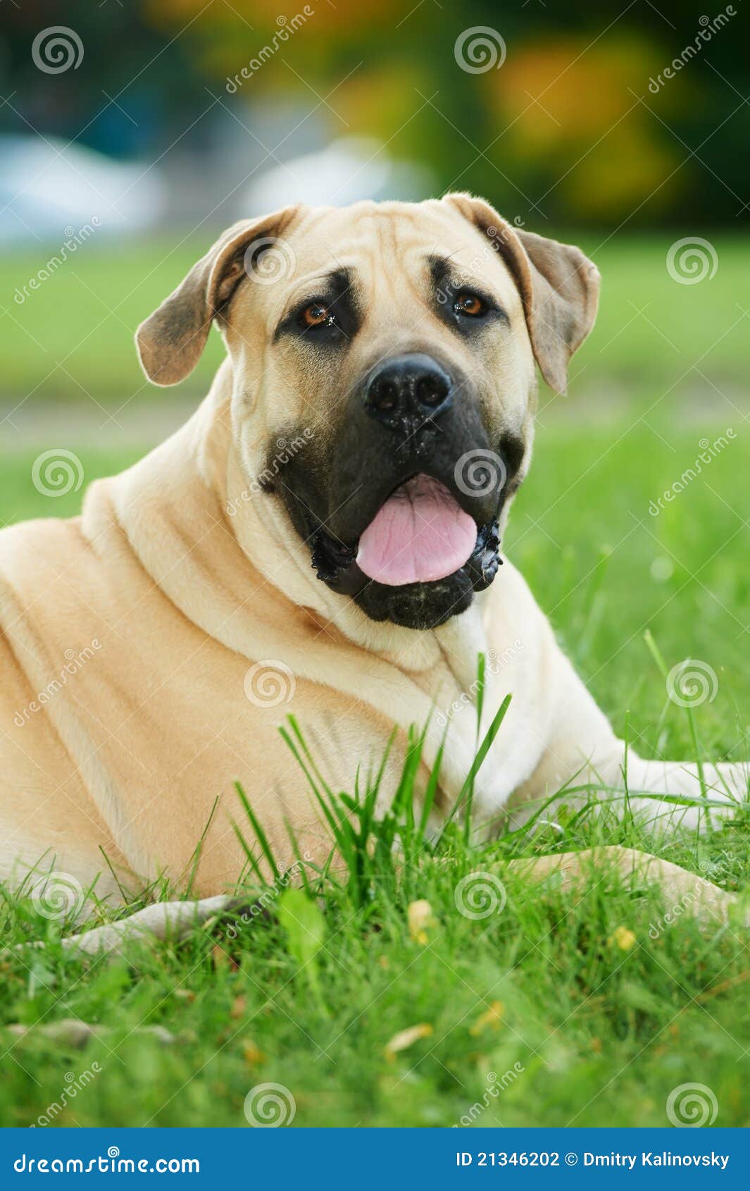 Ein Südafrikanischer Boerboel Hund Stockfoto - Bild von braun, schützen ...
