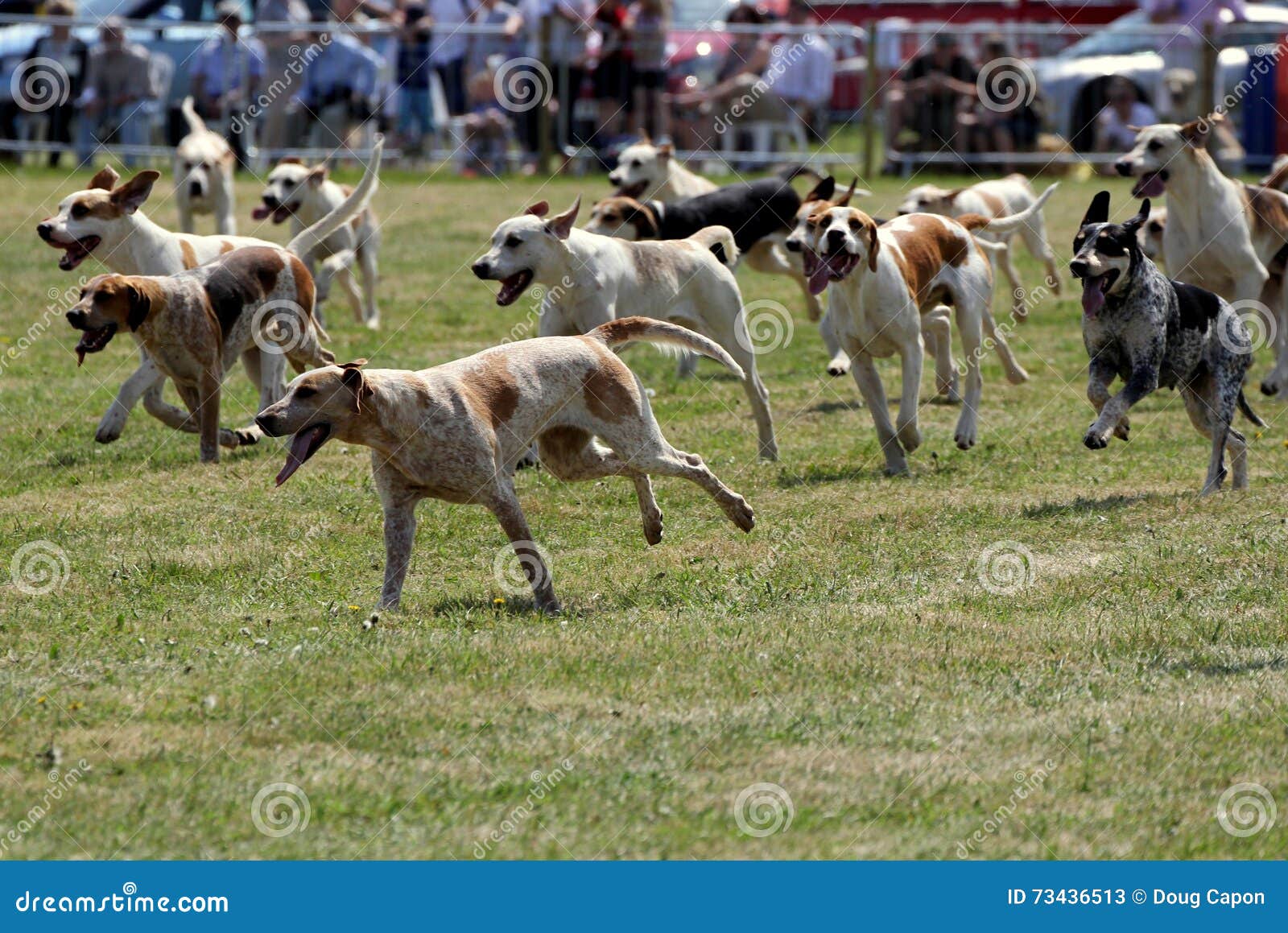 Ein Satz Englische Jagdhunde Redaktionelles Stockfoto - Bild von fuchs ...