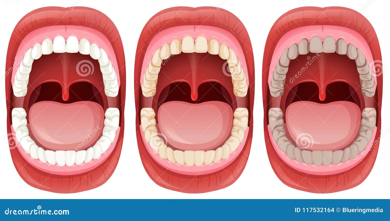 Ein Satz Menschliche Mund-Anatomie Vektor Abbildung - Illustration von ...