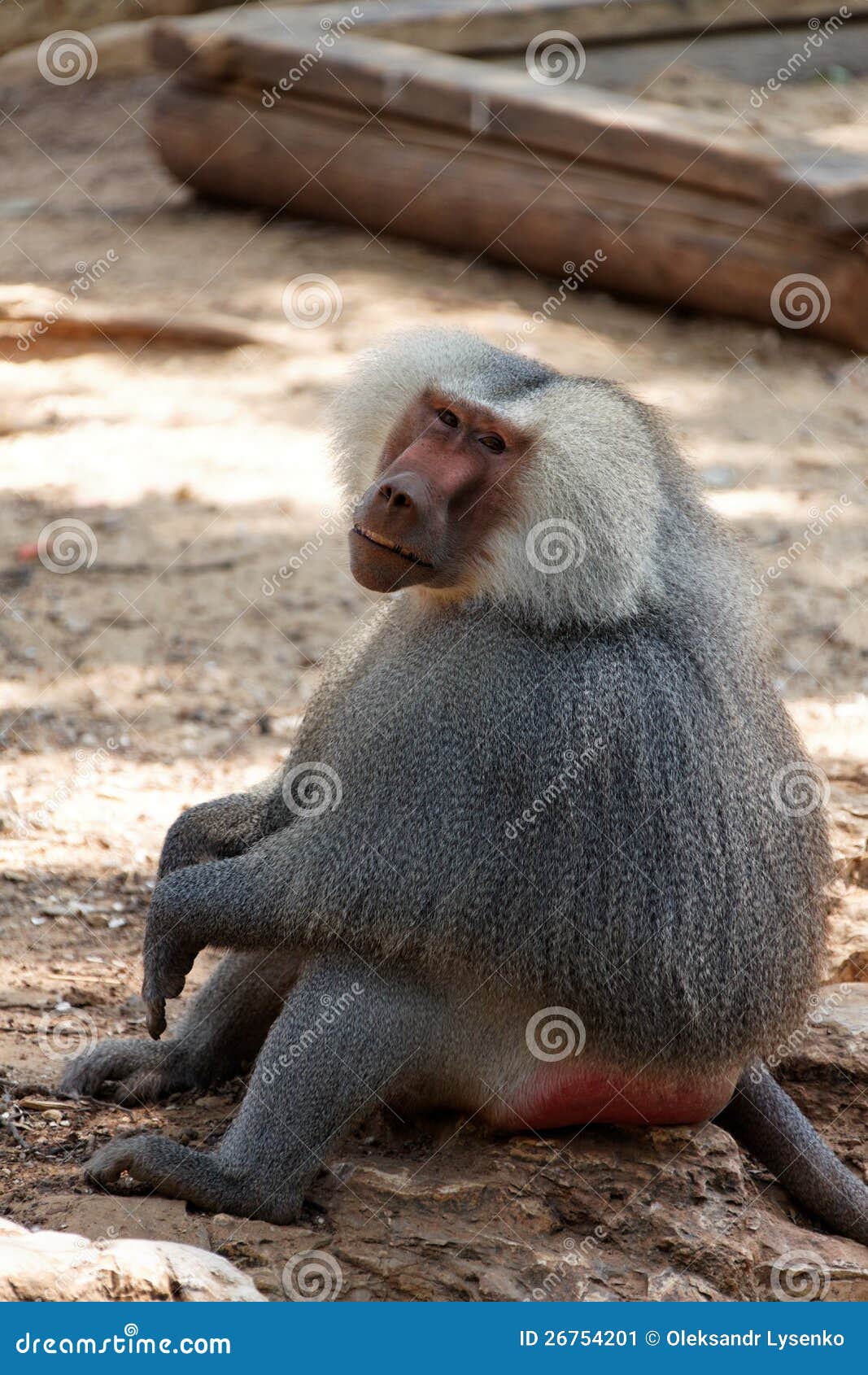 Ein schauender Pavian stockbild. Bild von primas, hand - 26754201