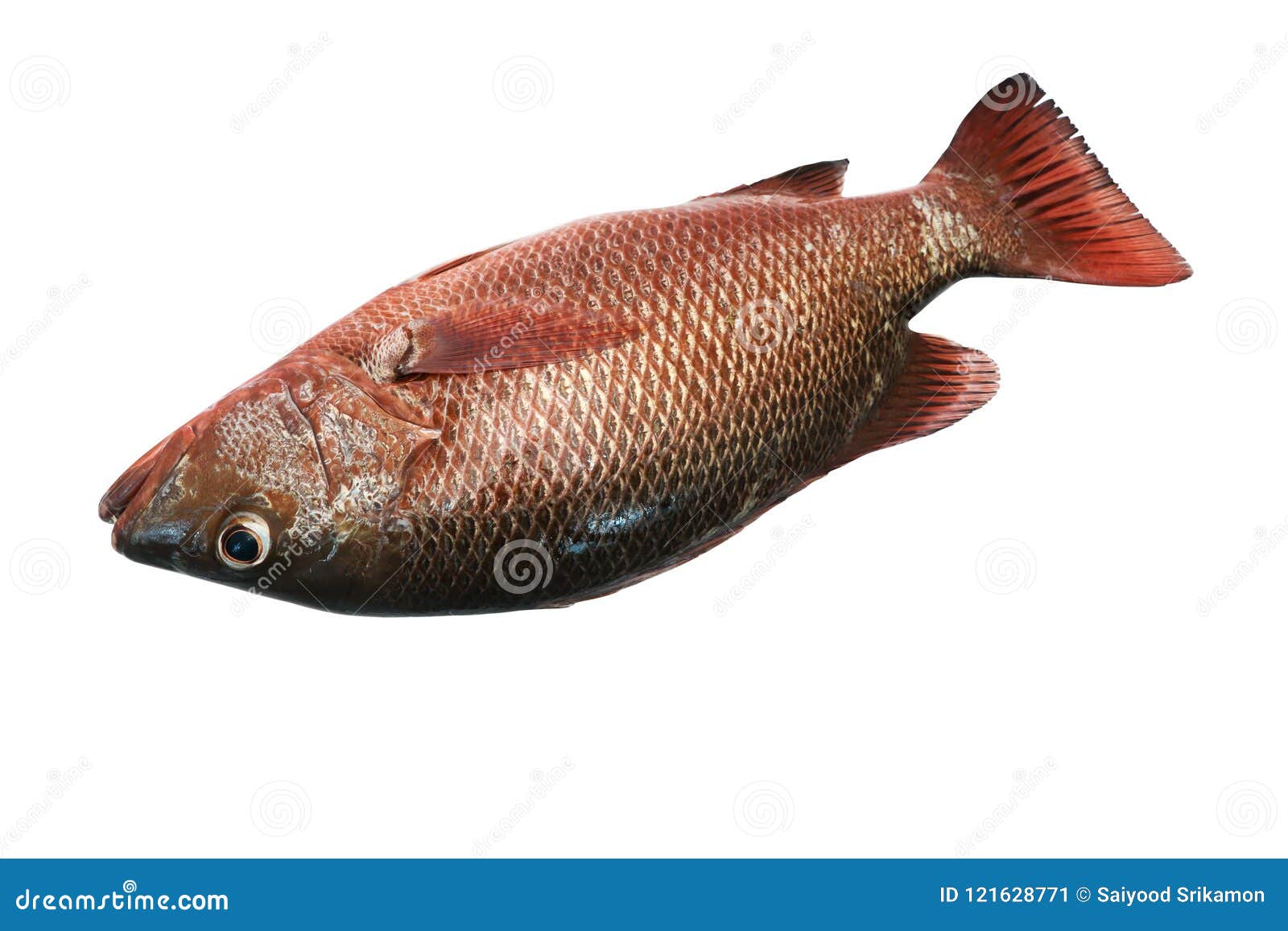 Ein Schnapper stockbild. Bild von hintergrund, meeresfrüchte - 121628771