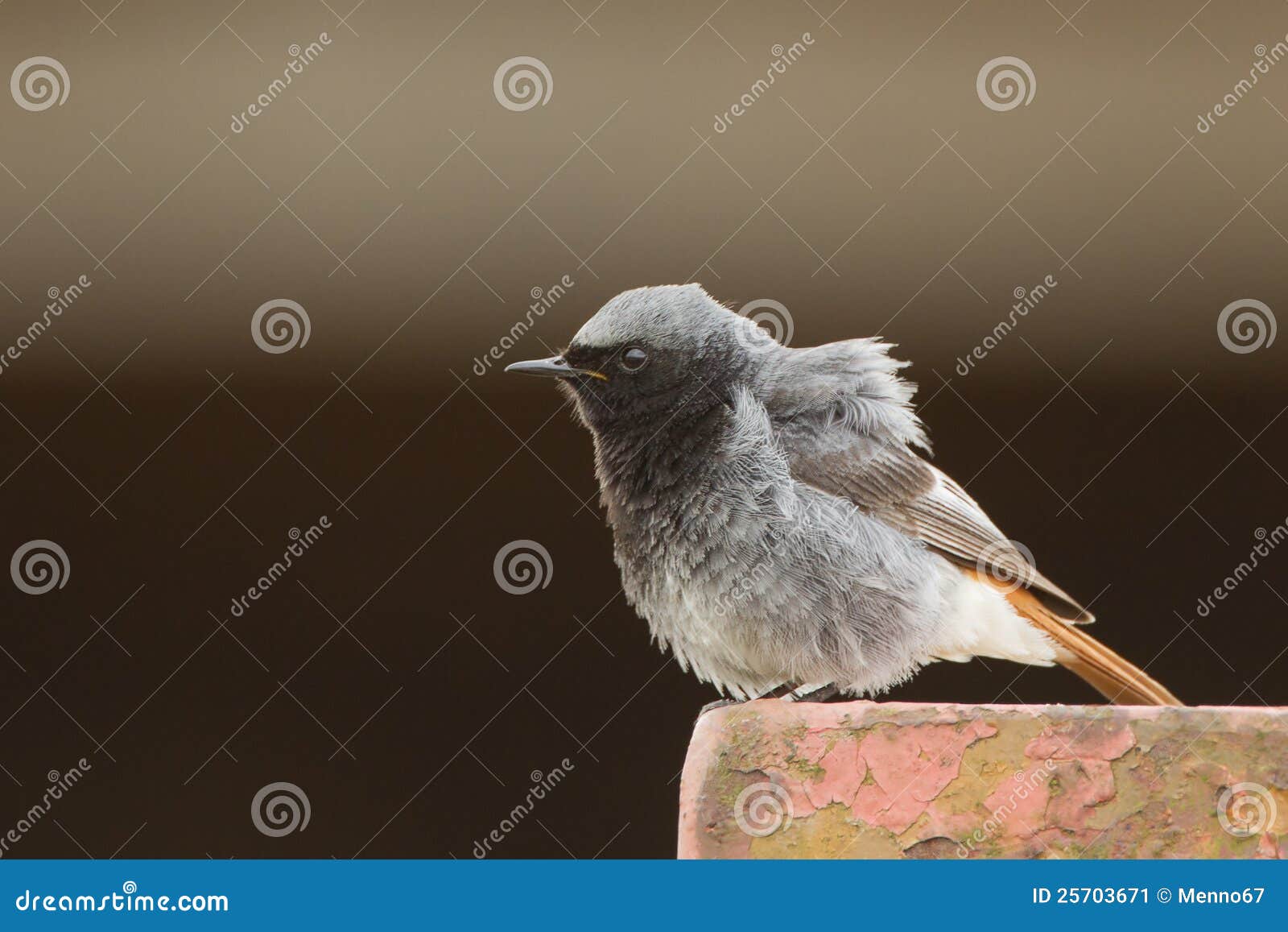 Ein Schwarzes Redstart (Phoenicurus Ochruros) Stockbild - Bild von frau ...