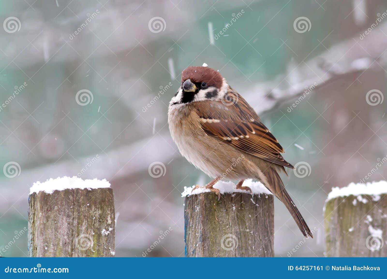 Ein Spatz im Winter stockbild. Bild von sitzung, zaun - 64257161