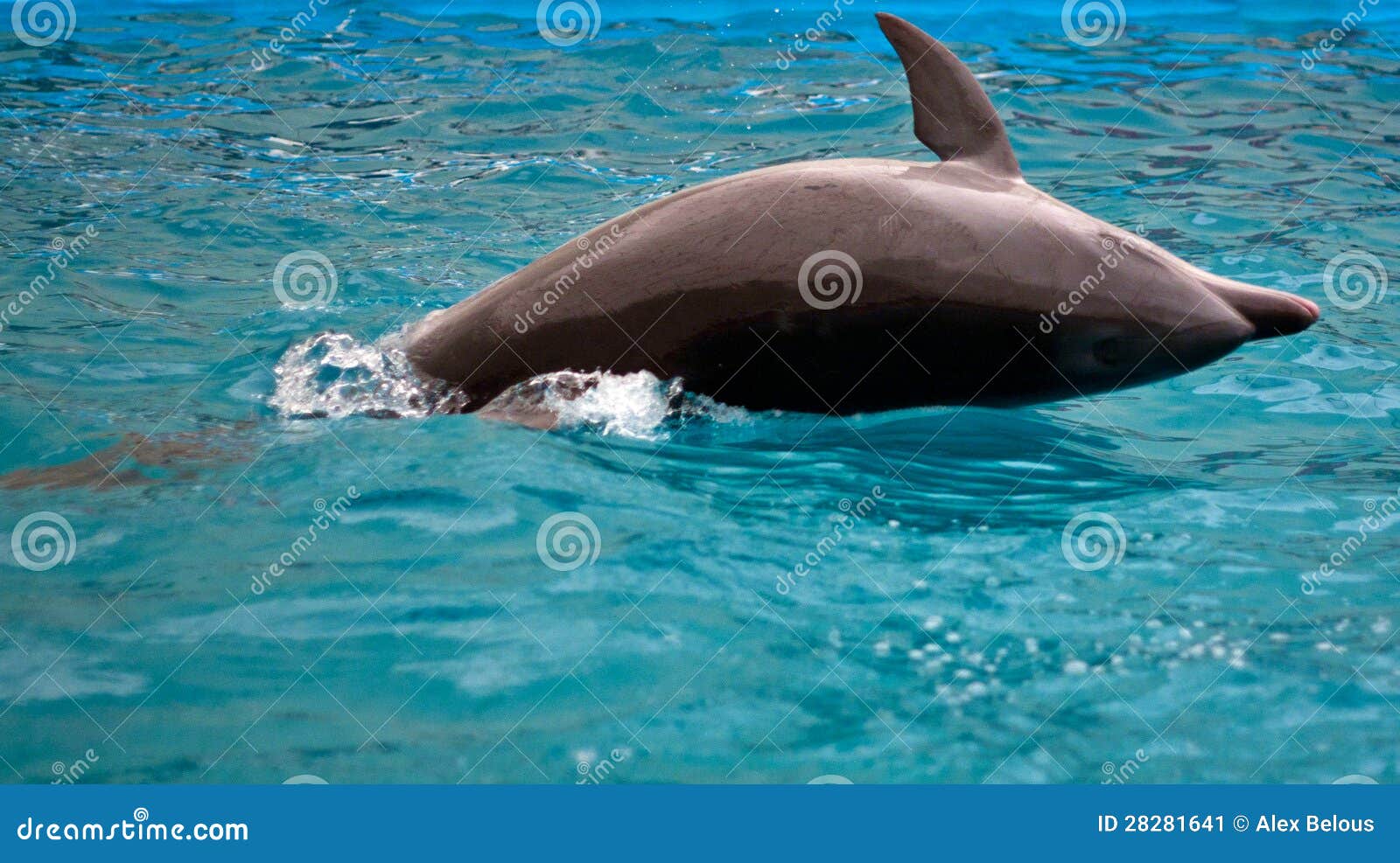 122 Springender Delphin Fotos - Kostenlose und Royalty-Free Stock-Fotos ...