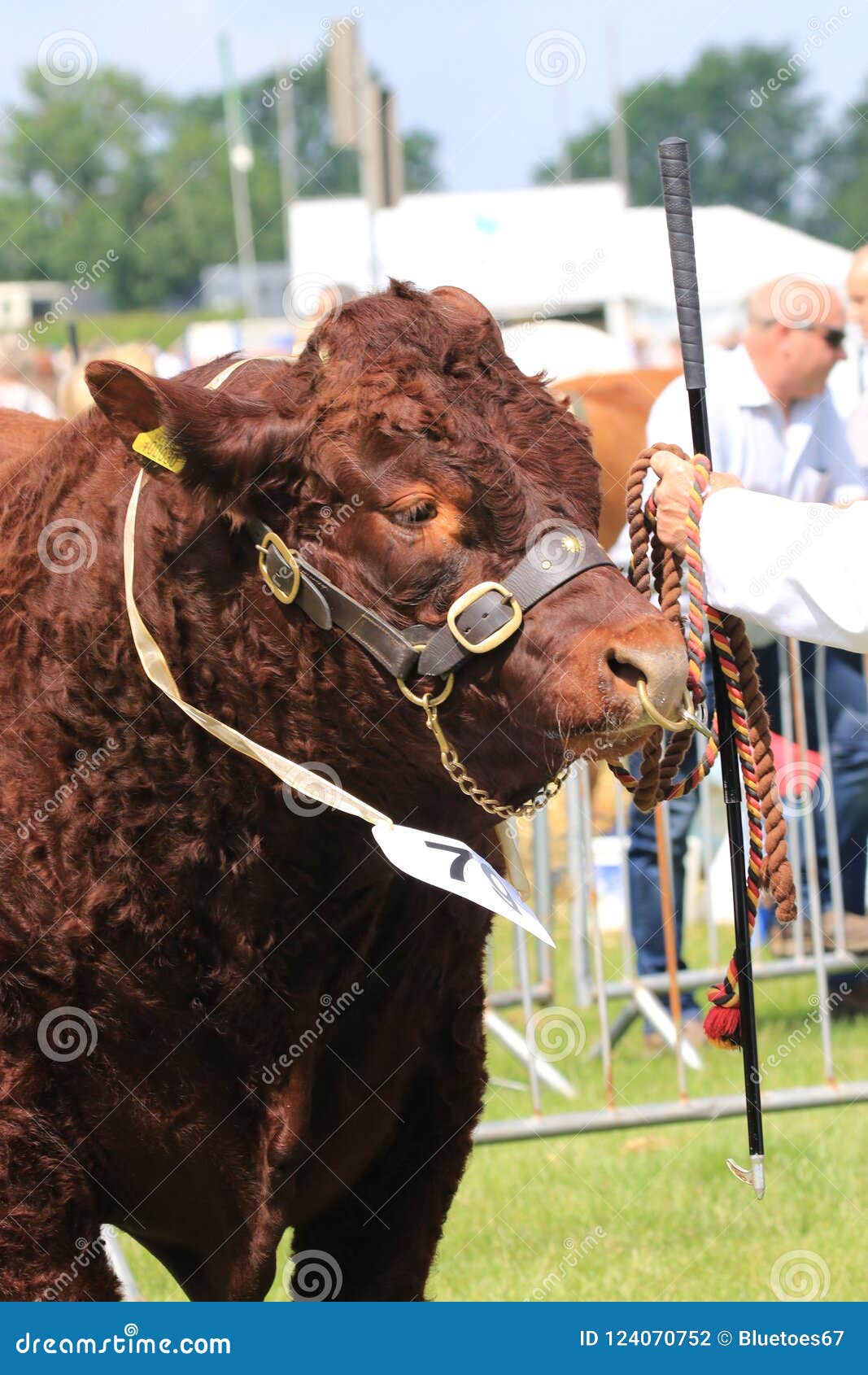 Ein Stier, Der an Einer Grafschaftsshow Gezeigt Wird Redaktionelles ...