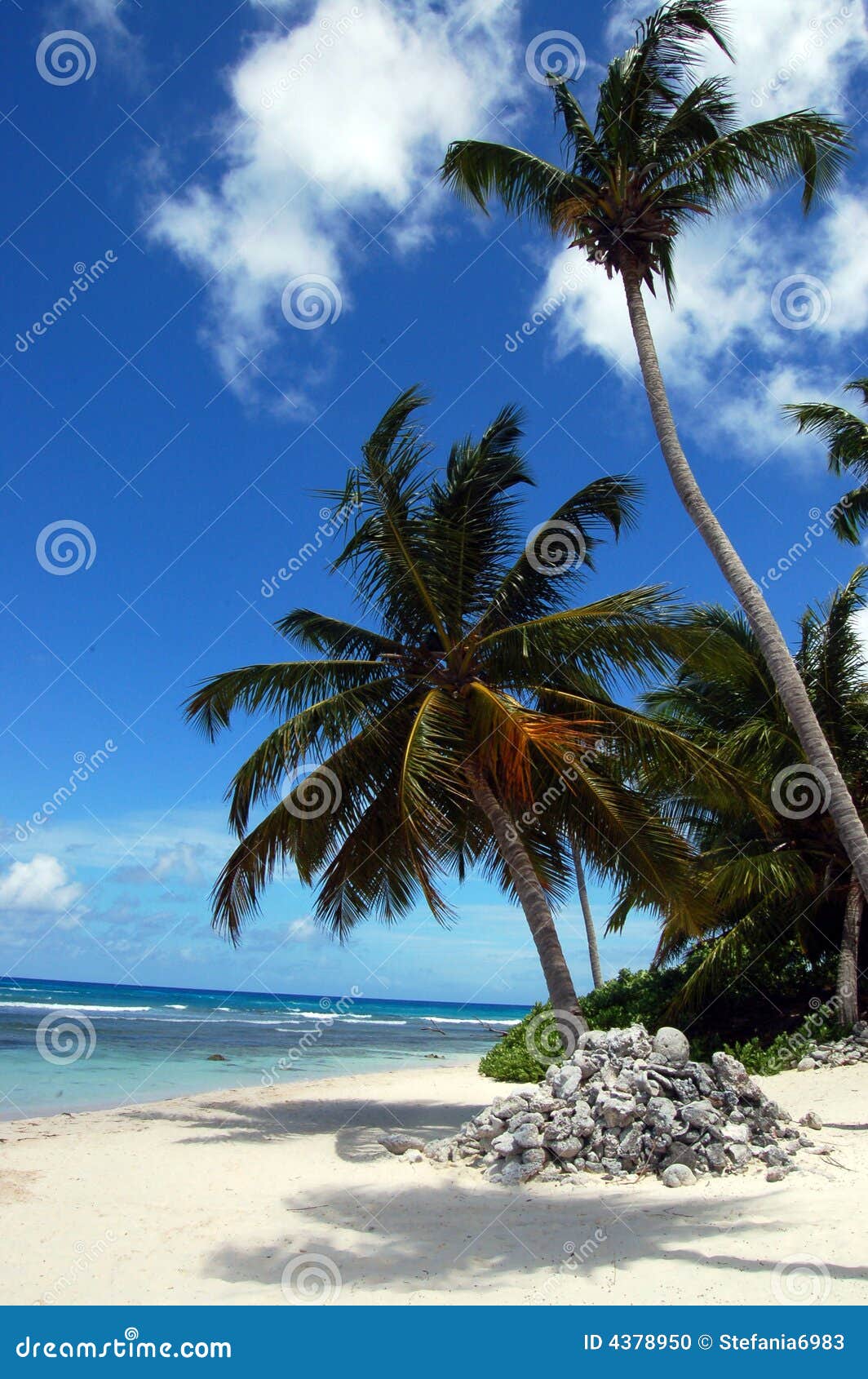 Ein Tropischer Strand Mit Einer Palme Stockfoto - Bild von blau, himmel ...
