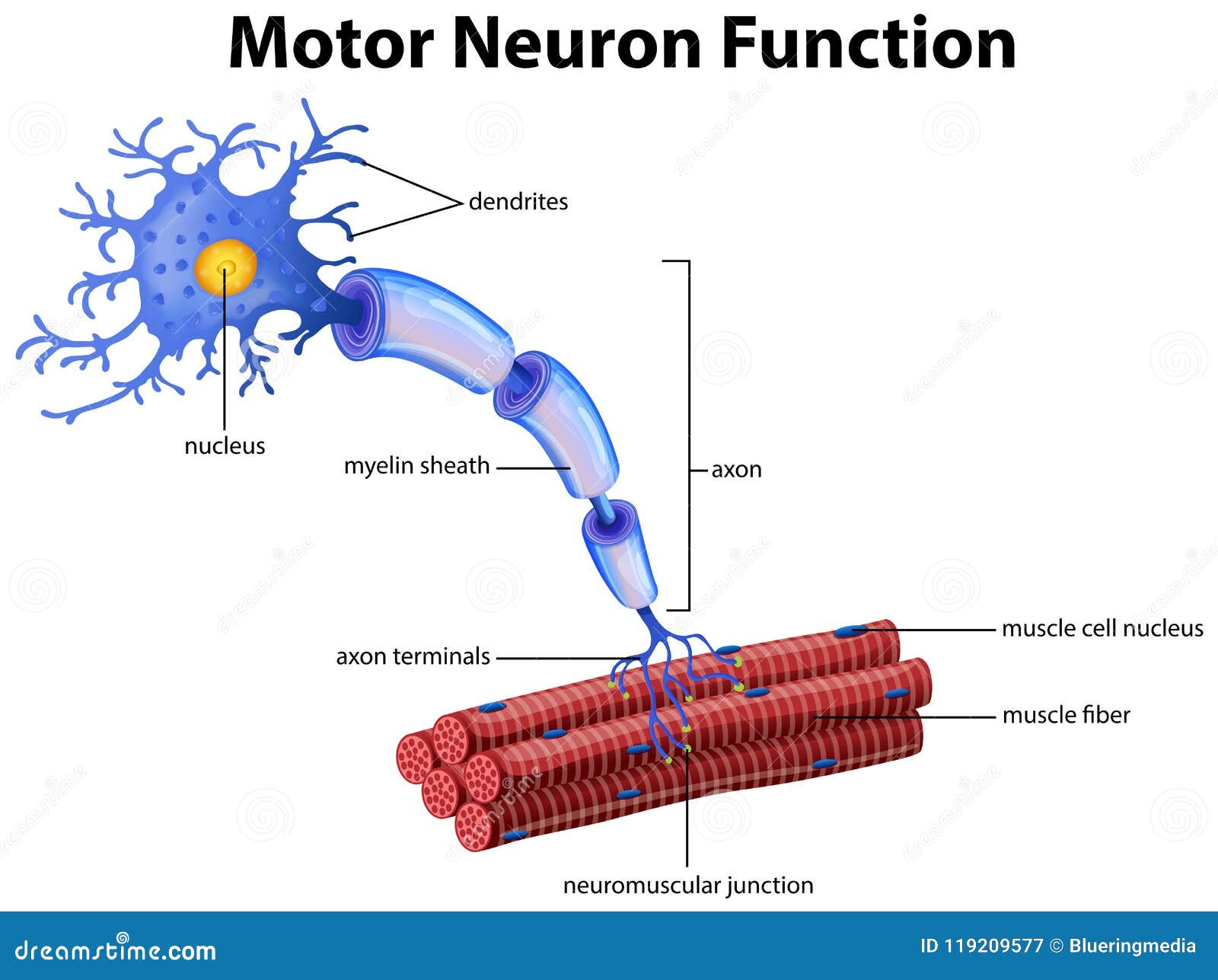 Ein Vektor Der Motoneuron-Funktion Vektor Abbildung - Illustration von ...