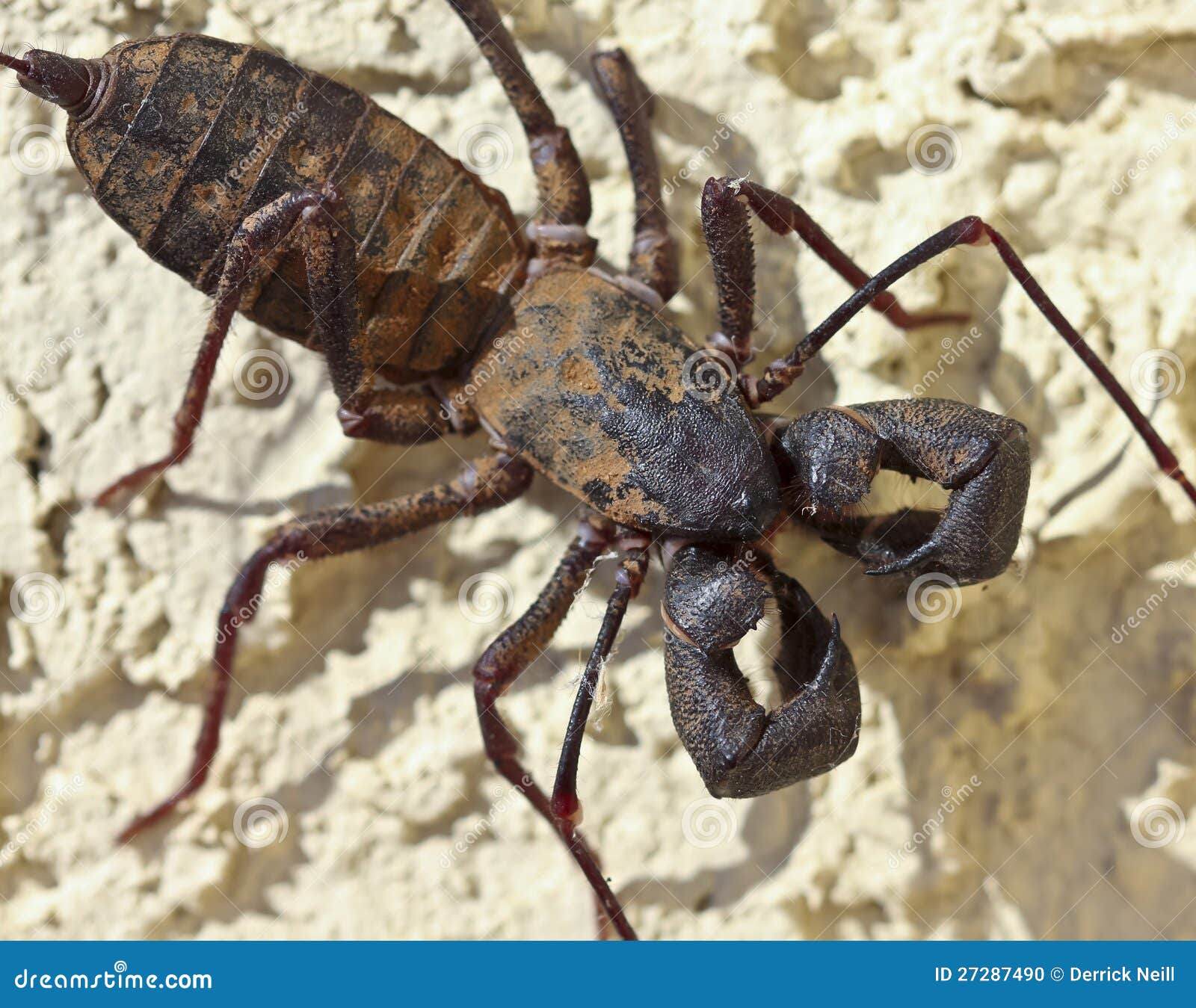 Ein Vinegaroon, Alias Ein Peitsche-Skorpion Stockfoto - Bild von ...
