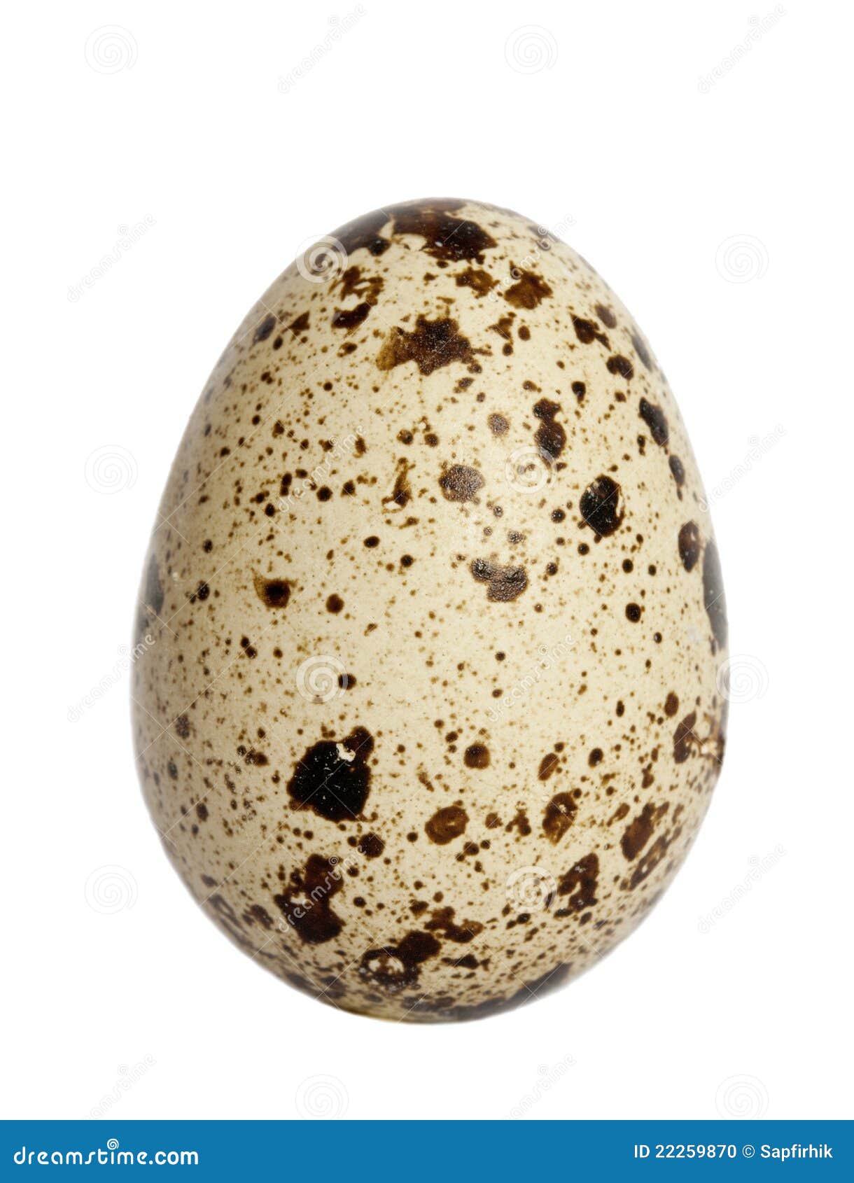 Ein Wachtelei. stockfoto. Bild von nahrhaft, nahrung - 22259870