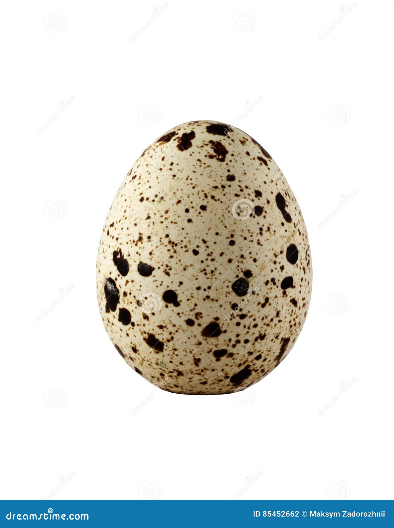 Ein Wachtelei Auf Einem Weißen Hintergrund Stockfoto - Bild von nähren ...