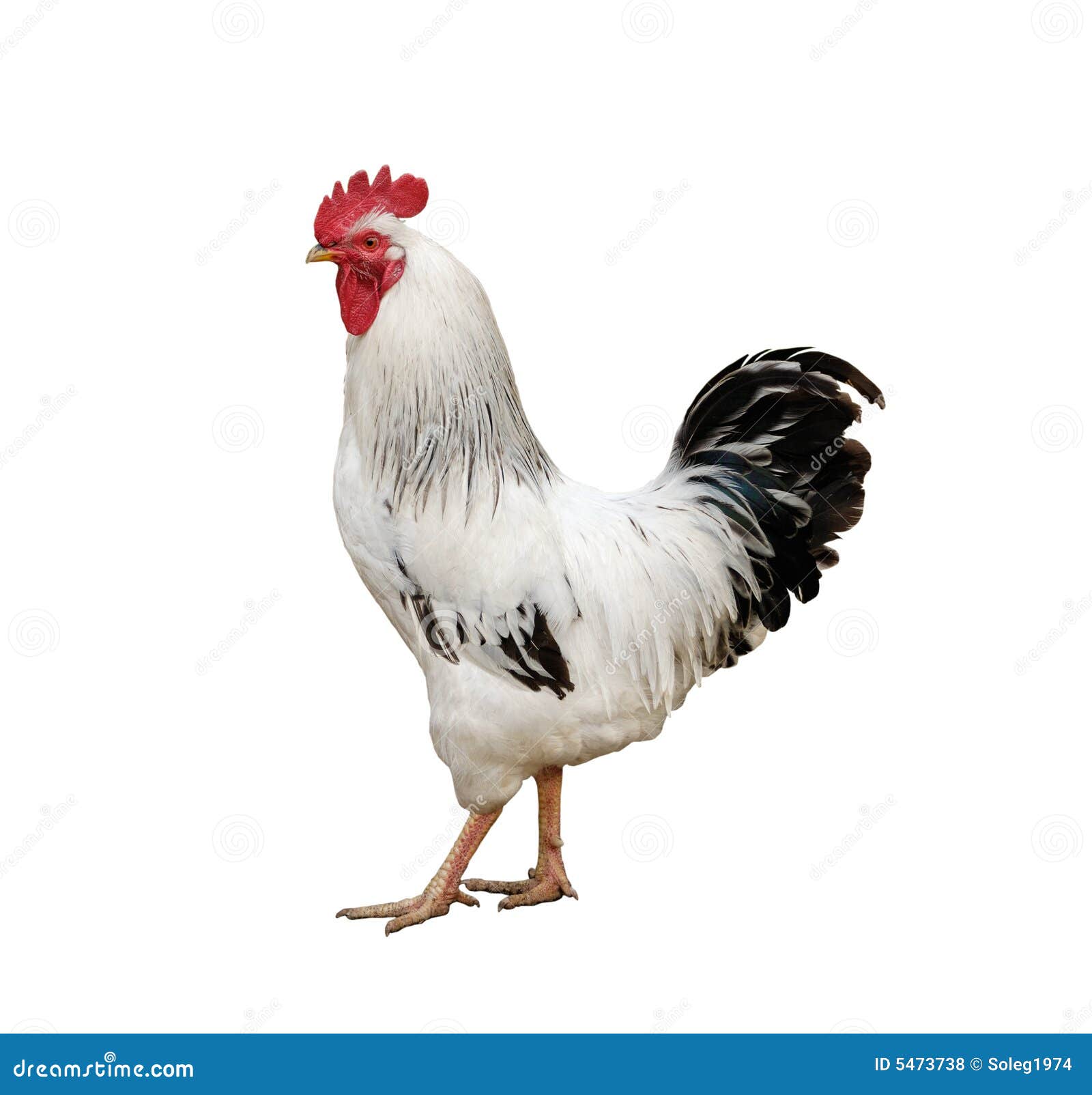 Ein weißer Hahn stockfoto. Bild von frech, inländisch - 5473738