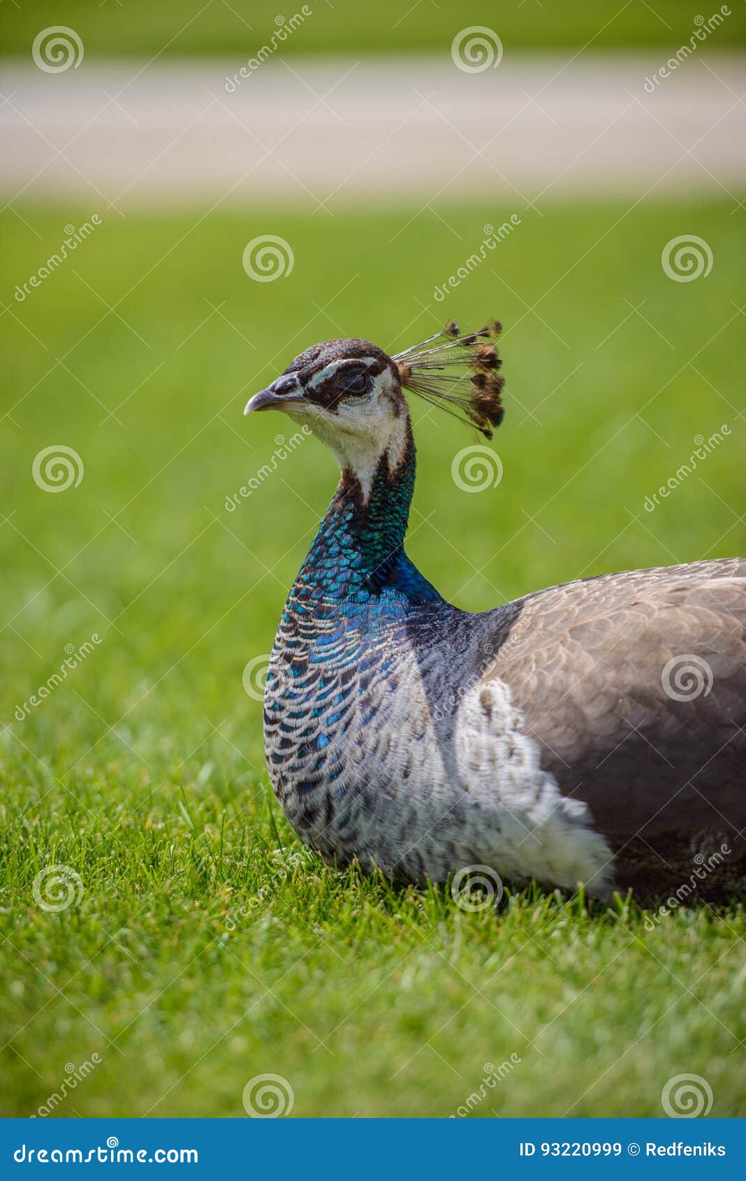 Ein Weiblicher Pfau Im Gras Stockbild - Bild von vogel, eleganz: 93220999