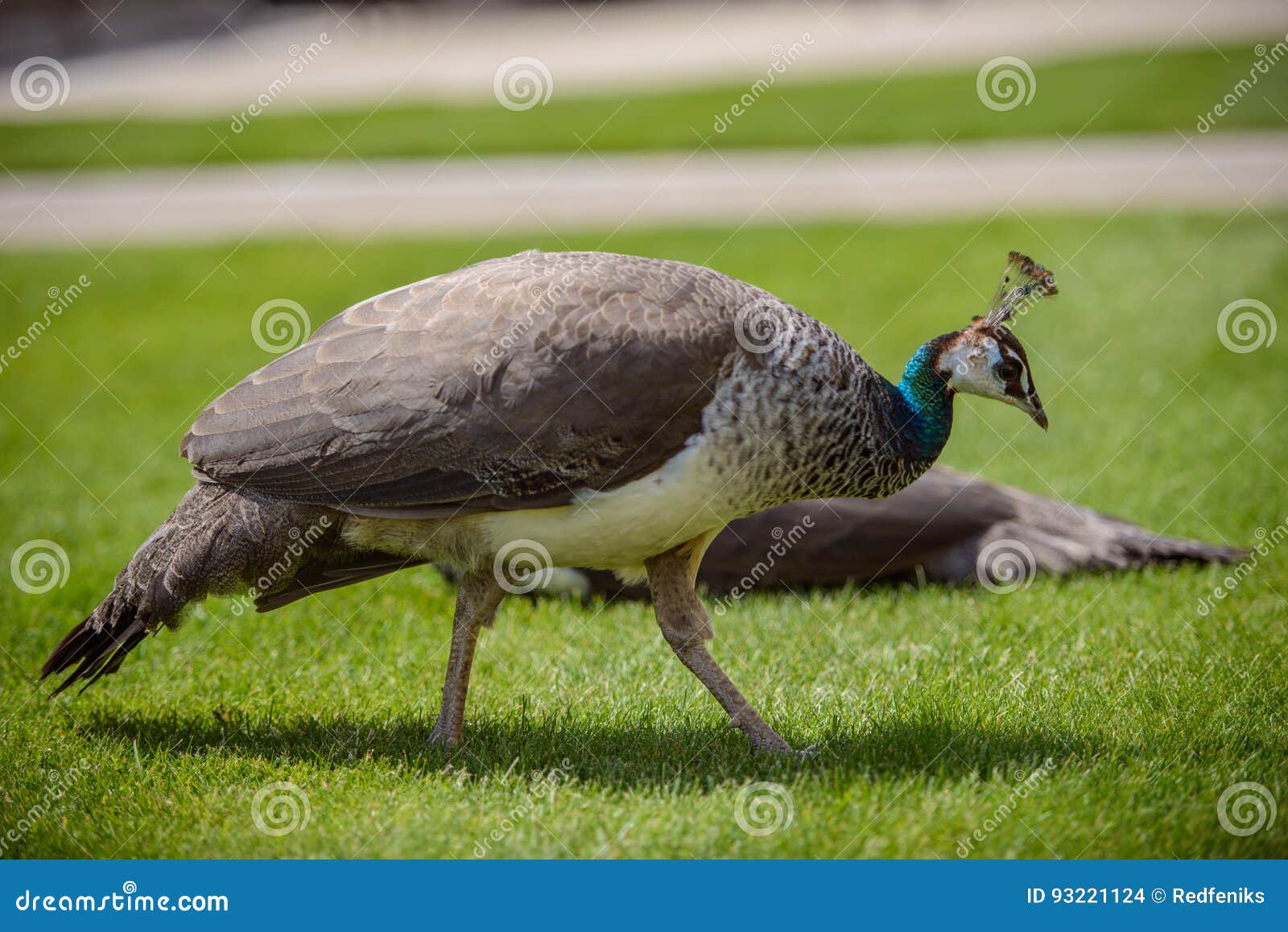 Ein Weiblicher Pfau Im Gras Stockfoto - Bild von vogel, frau: 93221124