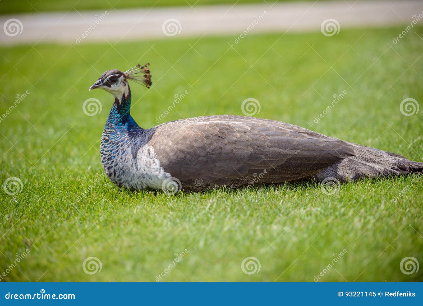 Ein Weiblicher Pfau Im Gras Stockbild - Bild von geflügel, park: 93221145