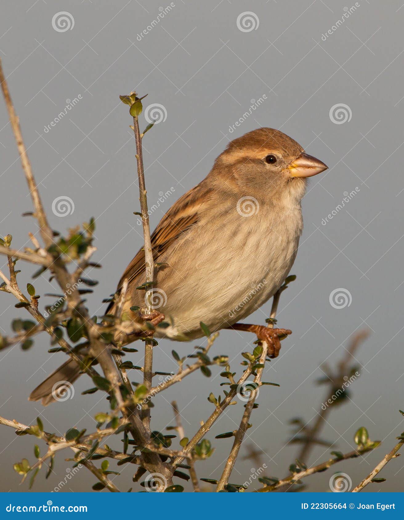 Ein Weiblicher Spanischer Spatz Stockfoto - Bild von spanisch, frau ...
