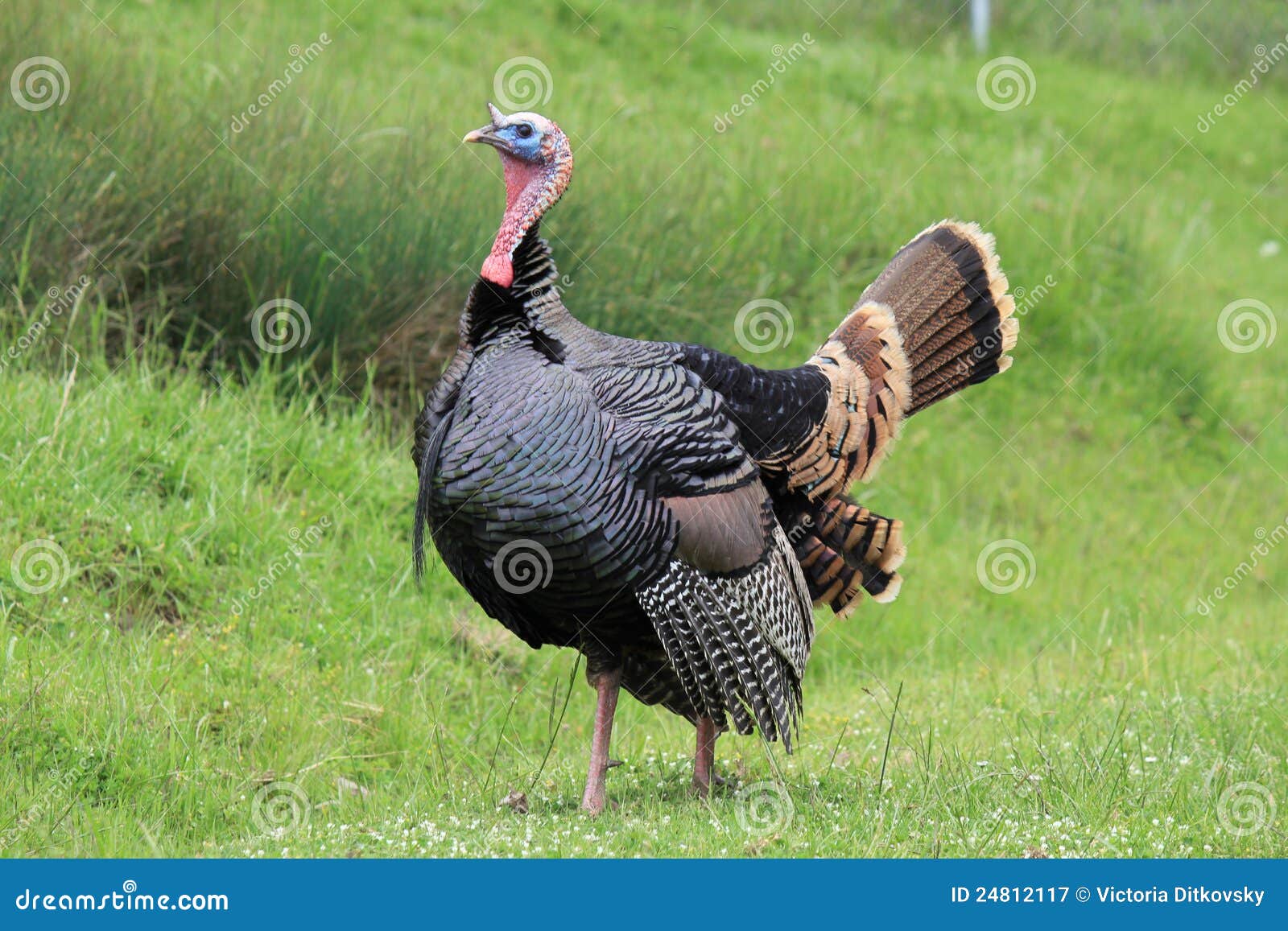 Ein wilder Truthahn, Mann stockbild. Bild von vogel, mann - 24812117