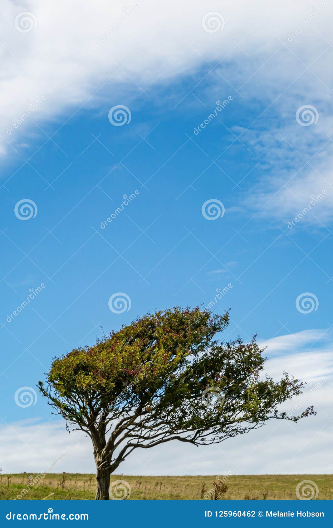 Ein Windswept Baum stockfoto. Bild von geographie, europa - 125960462