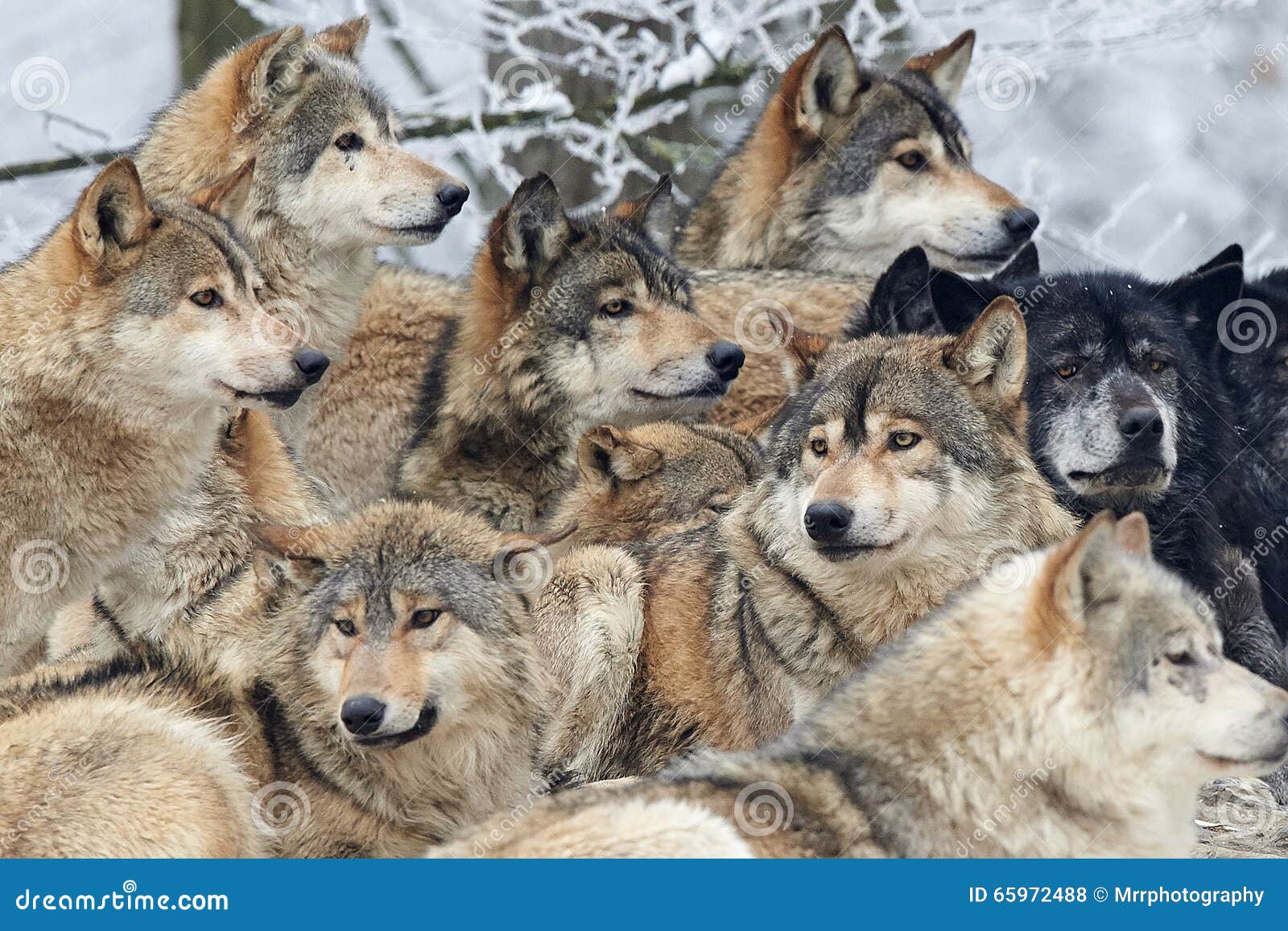 Ein Wolfsrudel stockfoto. Bild von frost, wolf, fleischfresser - 65972488
