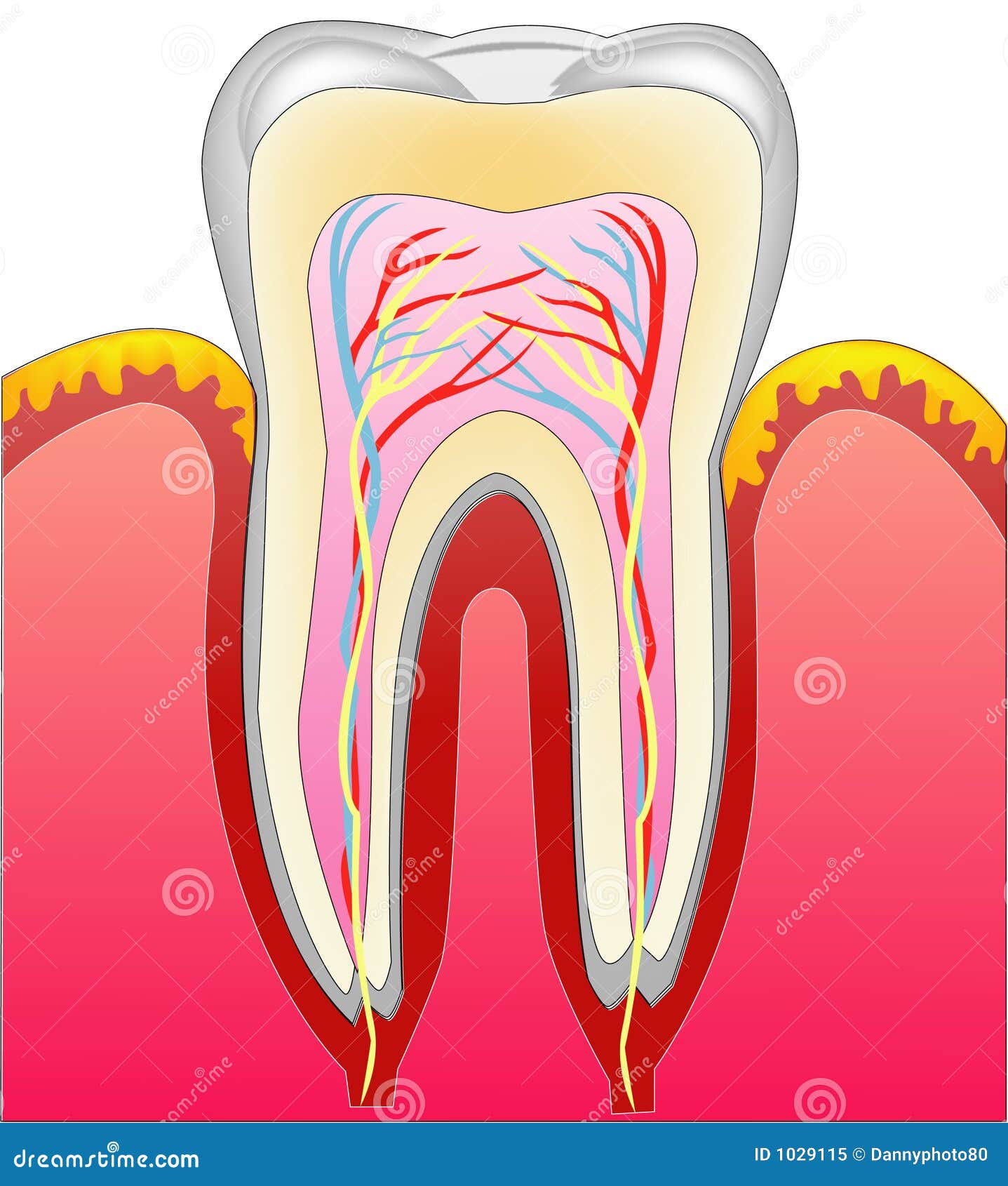 Ein Zahn stock abbildung. Illustration von karikatur, wurzel - 1029115